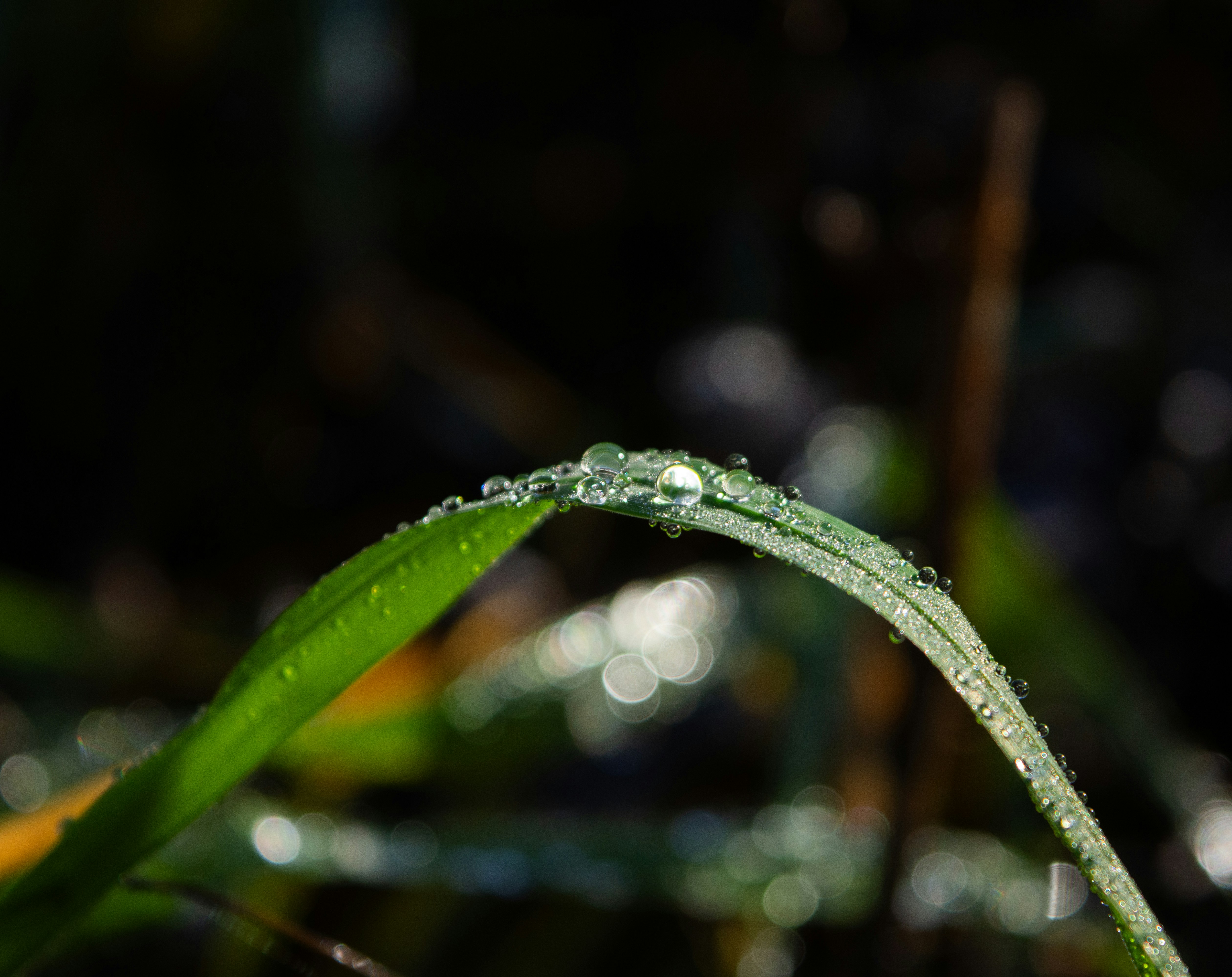 Stopping to appreciate a moment of nature. Delicate.