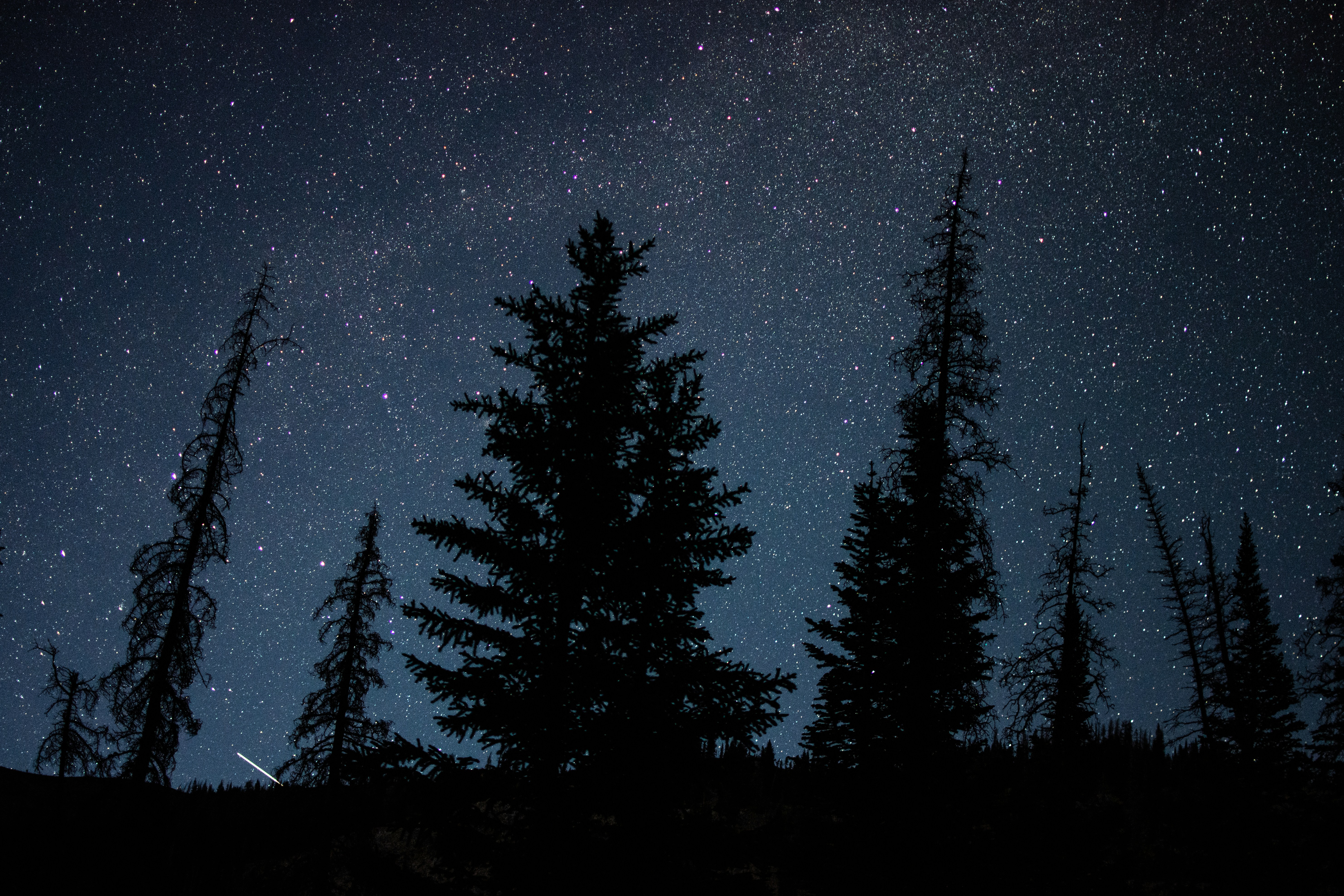 The night sky is filled with stars and trees photo – Free Grey Image on ...