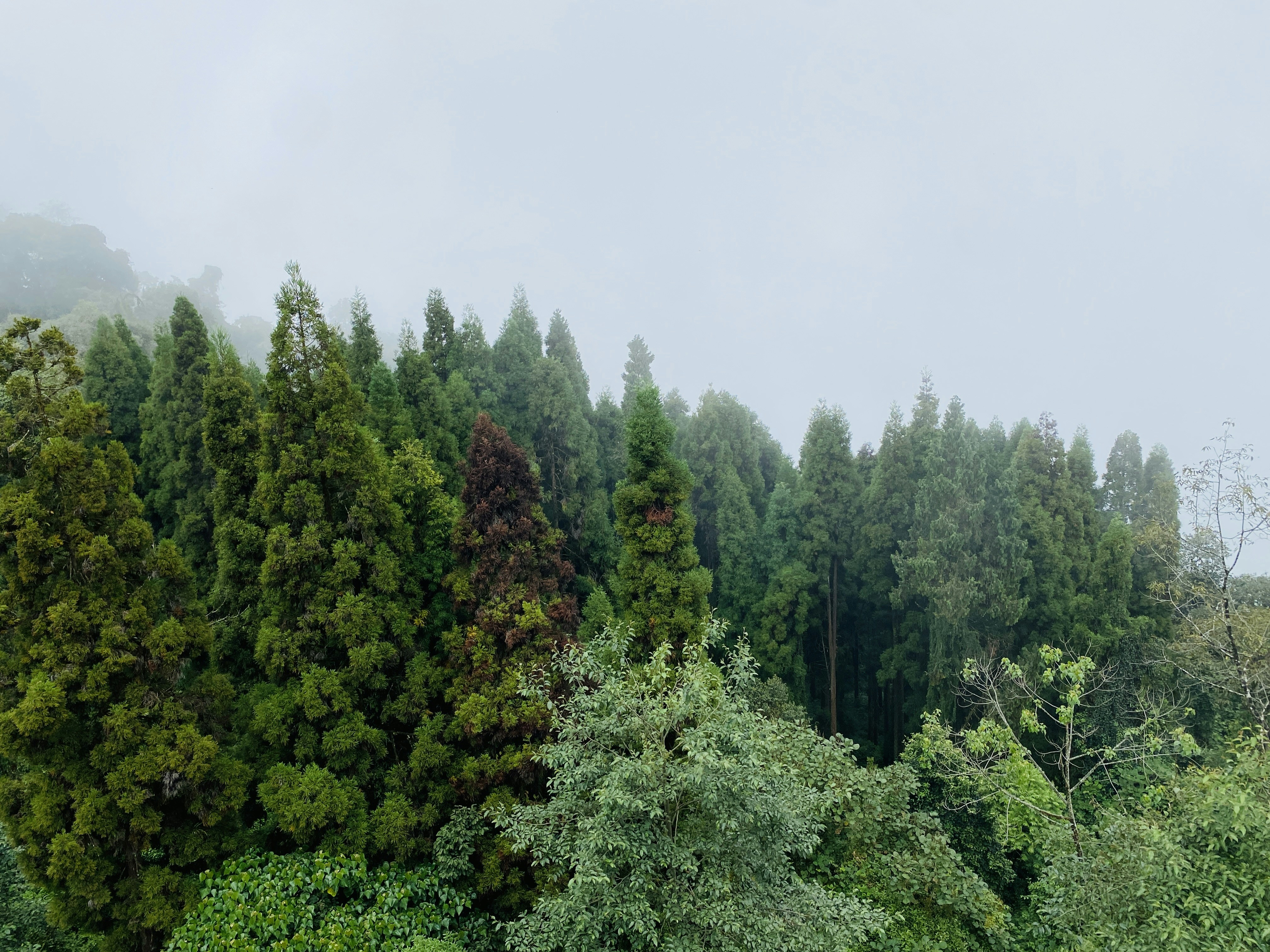 Whispers of the Misty Grove