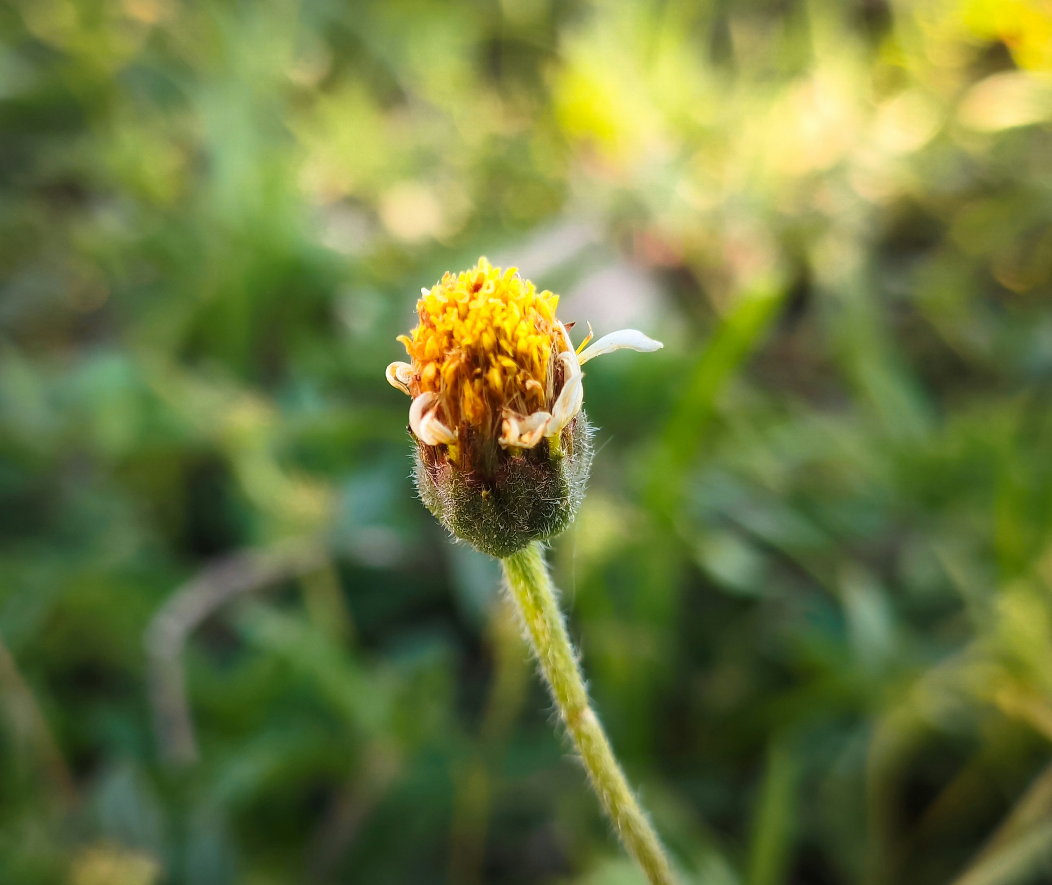 A close up of a flower in a field photo – Free Pollen Image on Unsplash