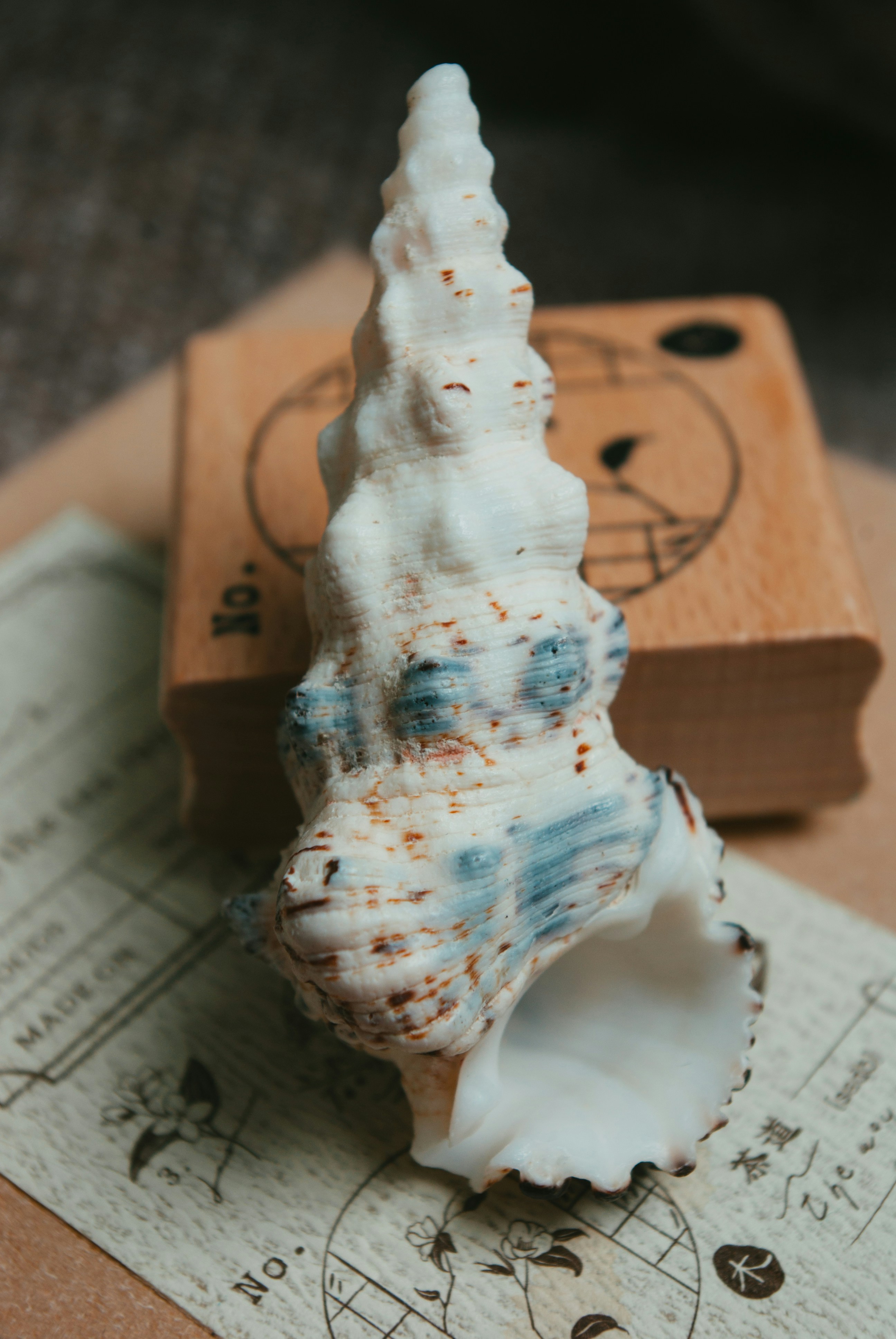 Spiral Echo: A White Conch Framed by Paper and Wood