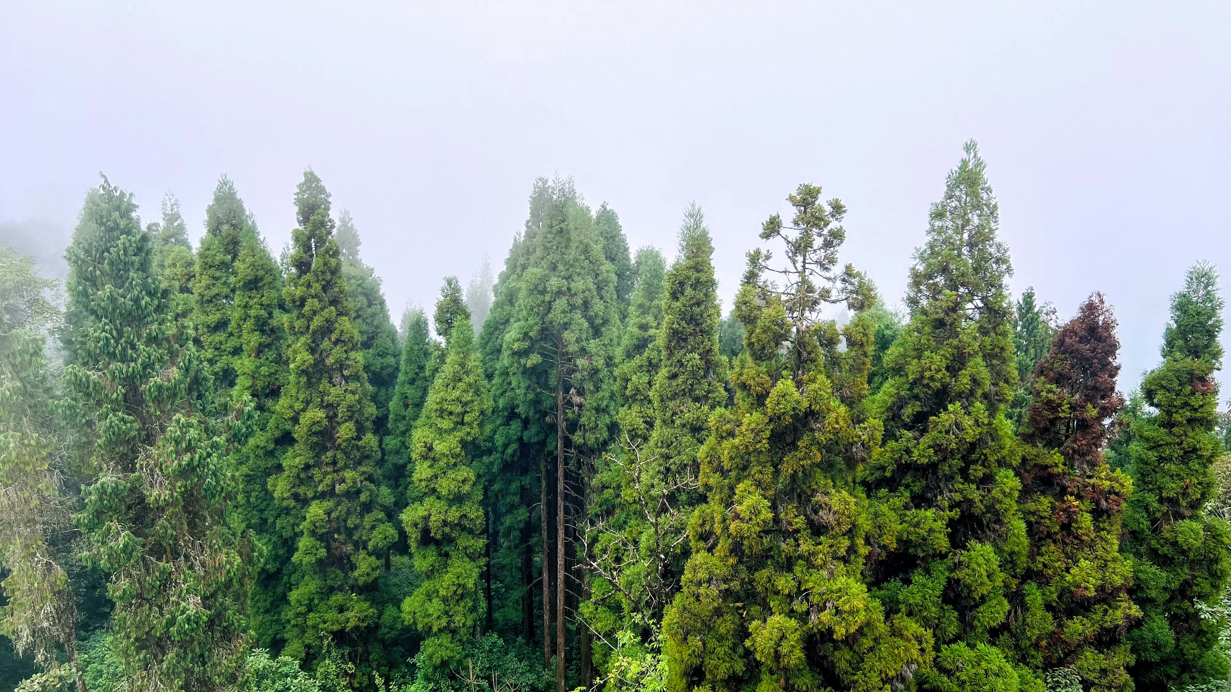 Emerald Lorikeet Ridge: A Wall of Green Pines