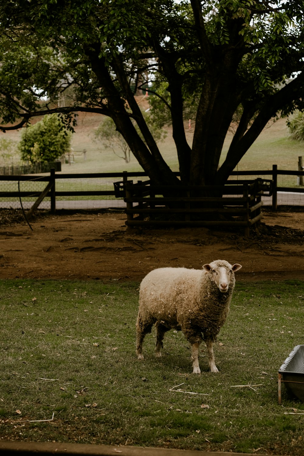 Foto Una oveja parada en un campo junto a un árbol – Imagen Campo ... Foto Una oveja parada en un campo junto a un árbol – Imagen Campo ...