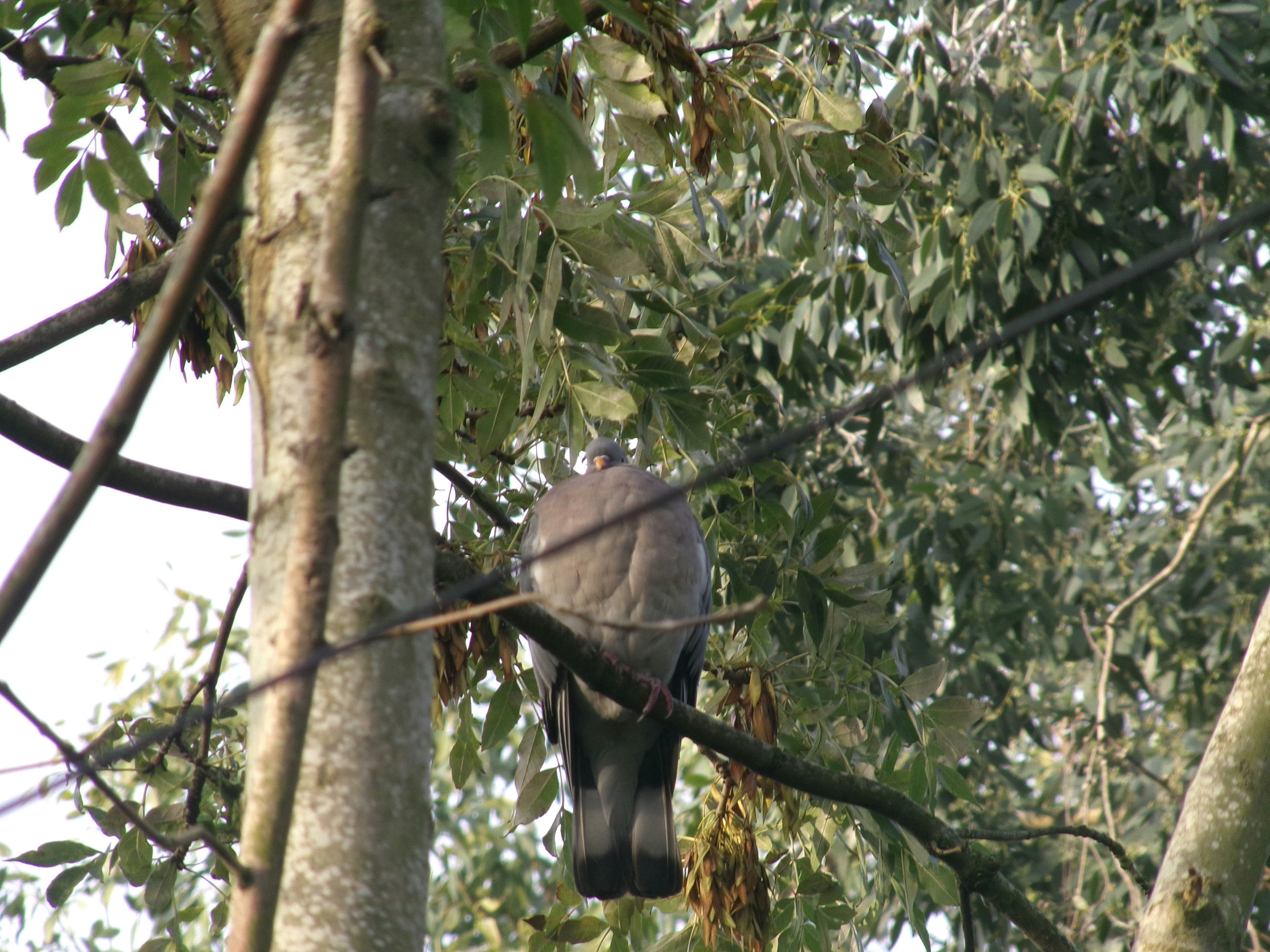Bat Watching in Rome's Reserves