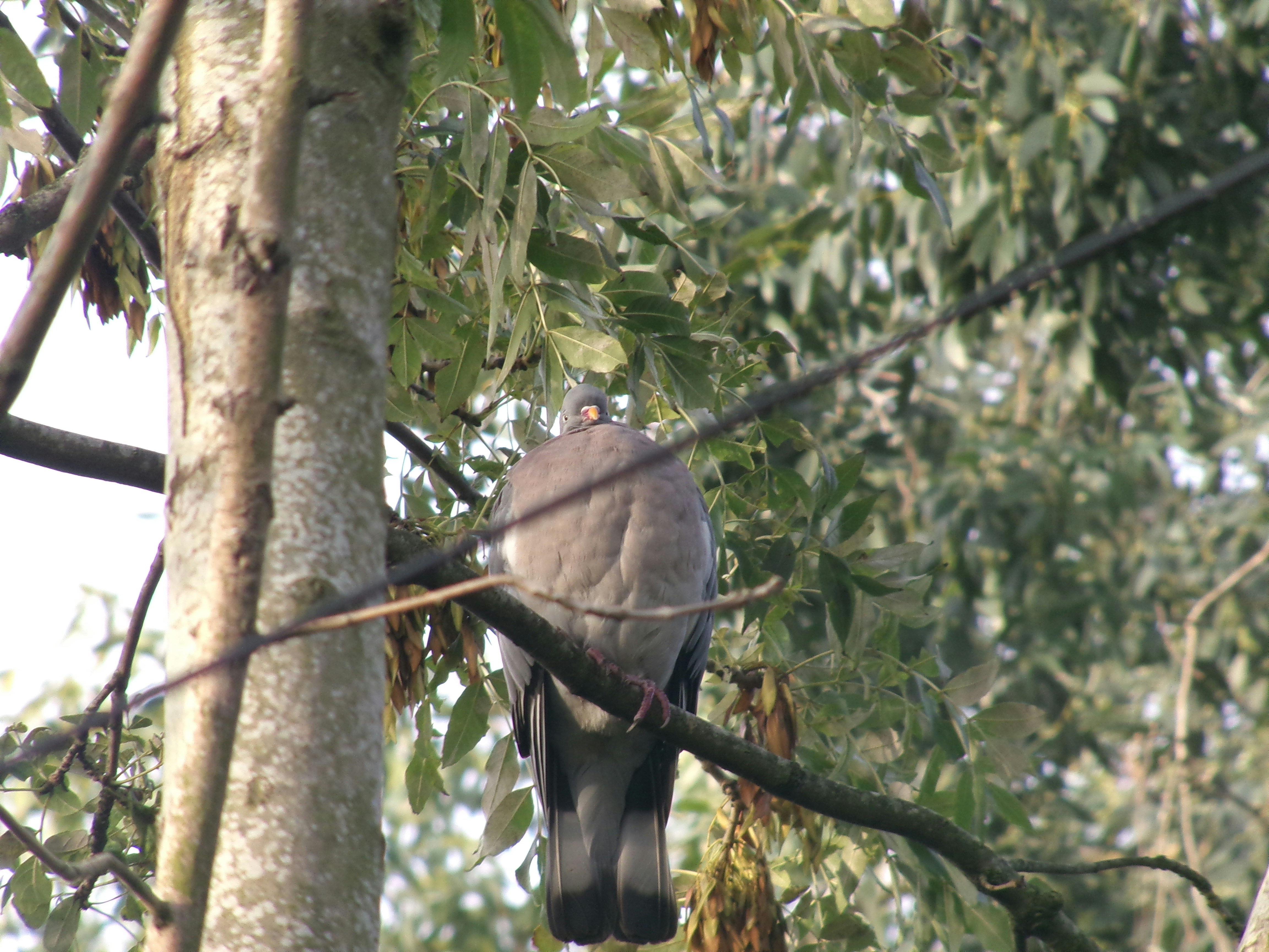 Pigeon perched on a branch among dense eucalyptus leaves, captured in natural daylight.