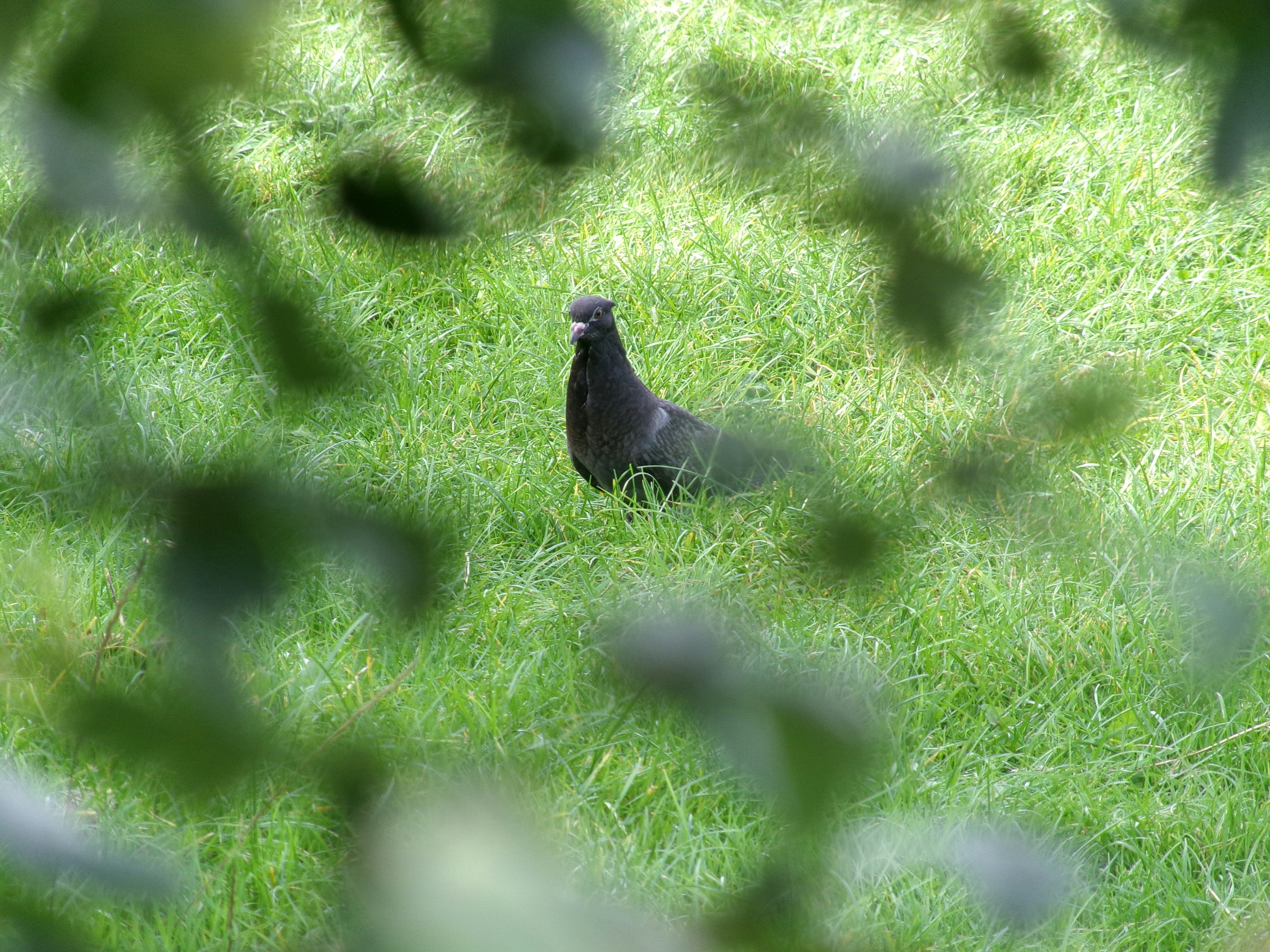 Pigeon stands in sunlit green grass, framed by blurred foreground leaves in this photograph.
