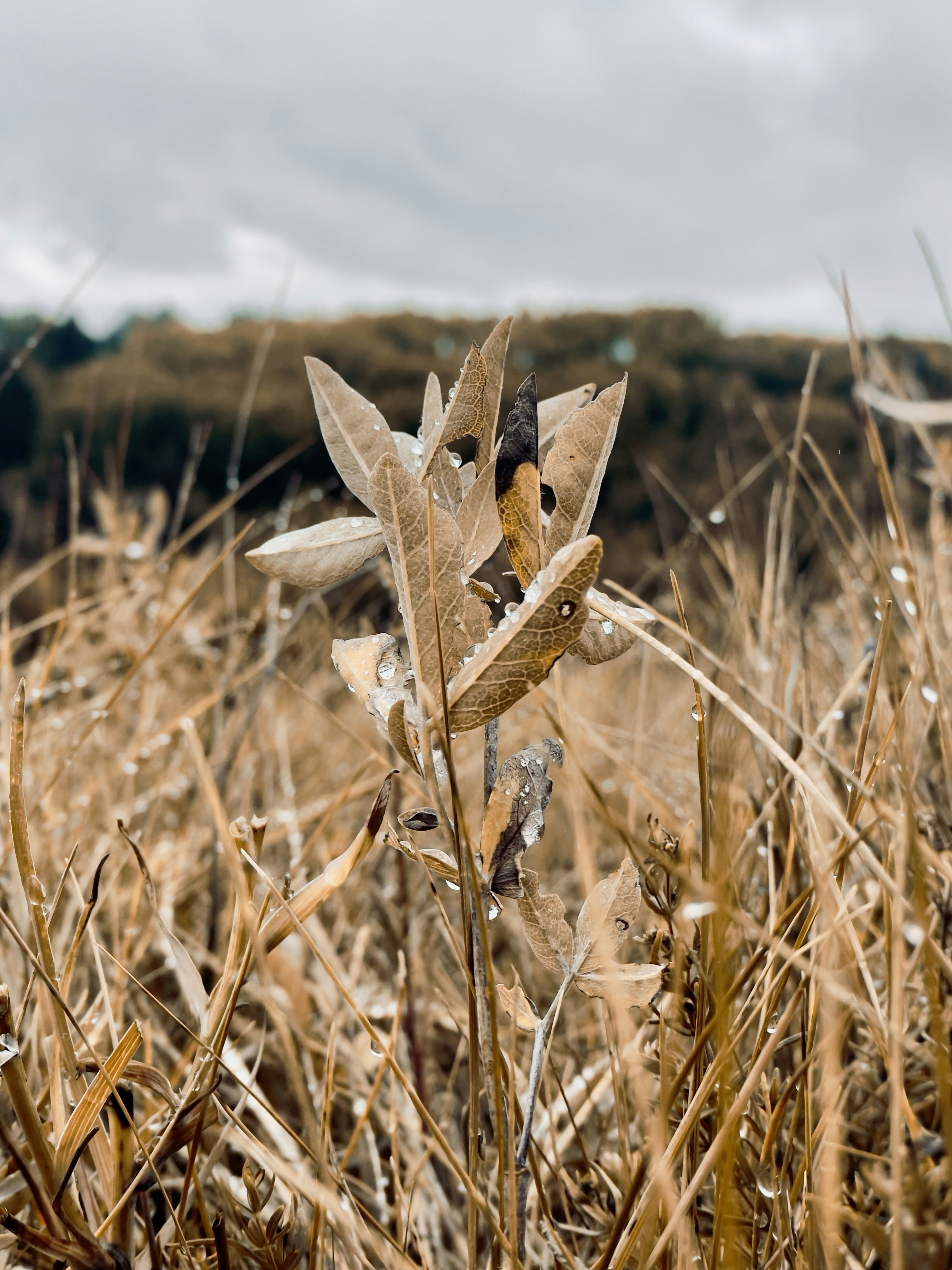 Une plante morte dans un champ d’herbe sèche photo – Photo Roseau ...