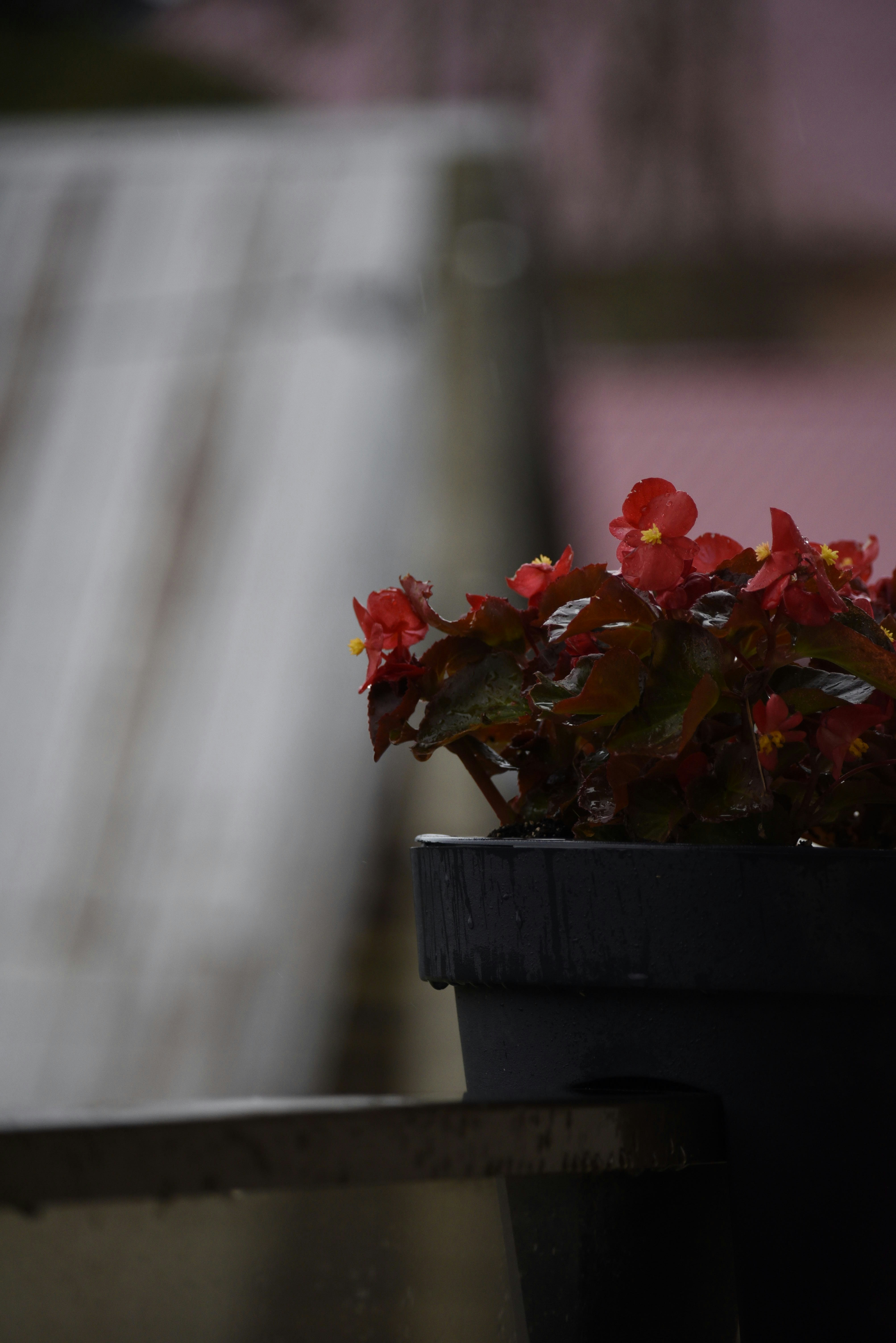 a potted plant with red flowers sitting on a ledge