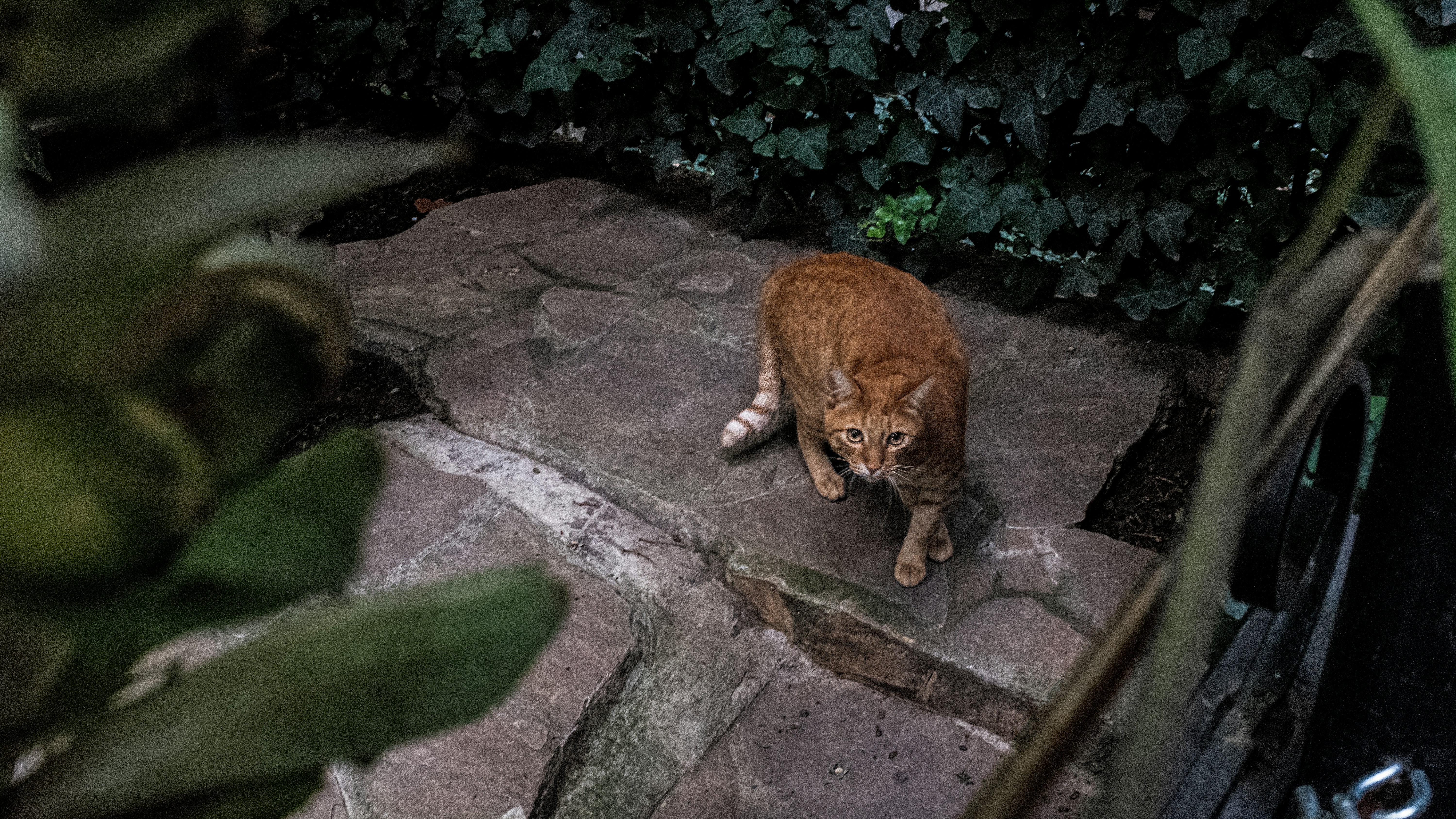 Ginger Cat on a Weathered Stone Path, Pausing in the Shade