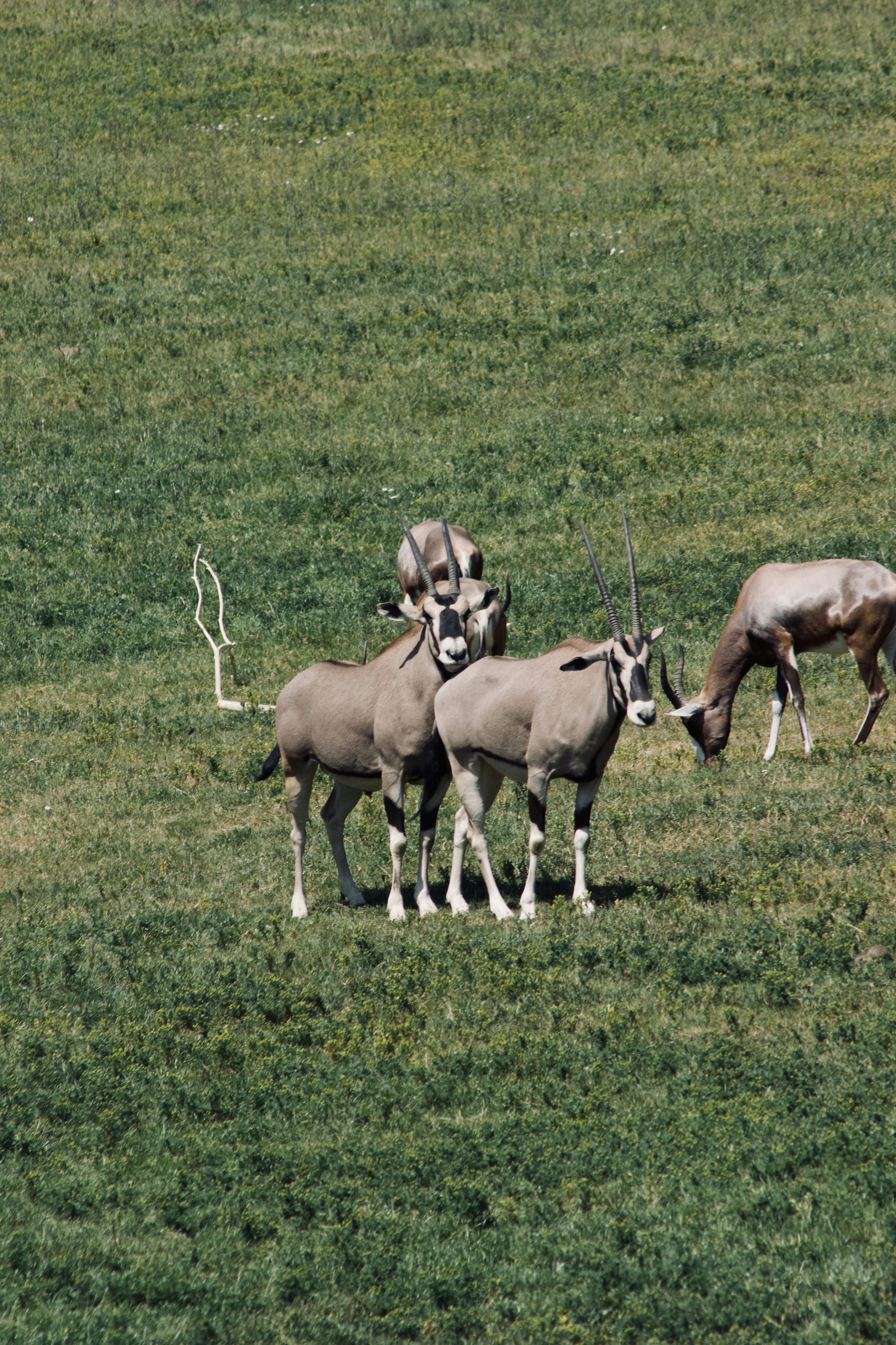 A group of antelope standing on top of a lush green field photo – Free ...