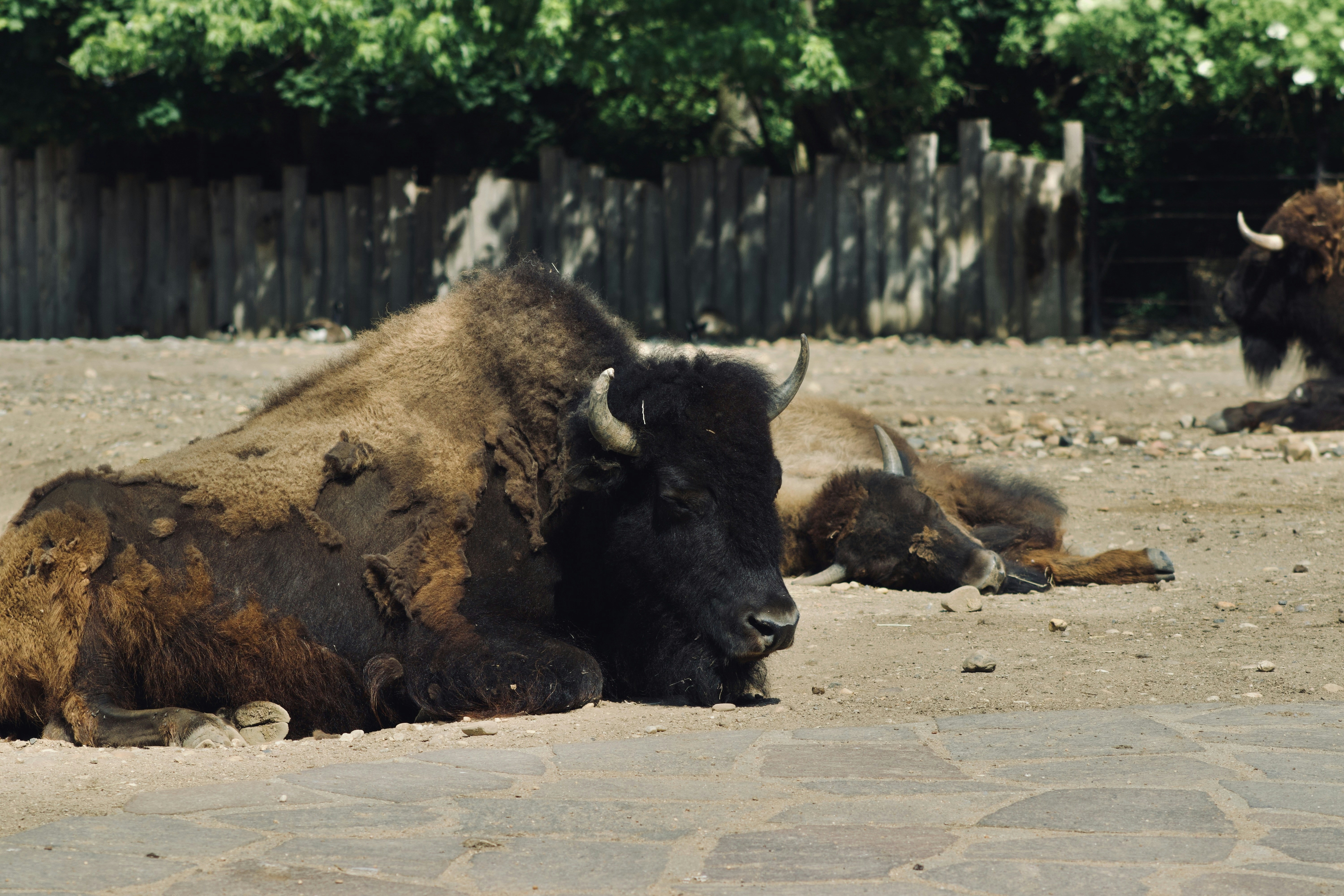 A bison laying on the ground next to another bison photo – Free Animal ...