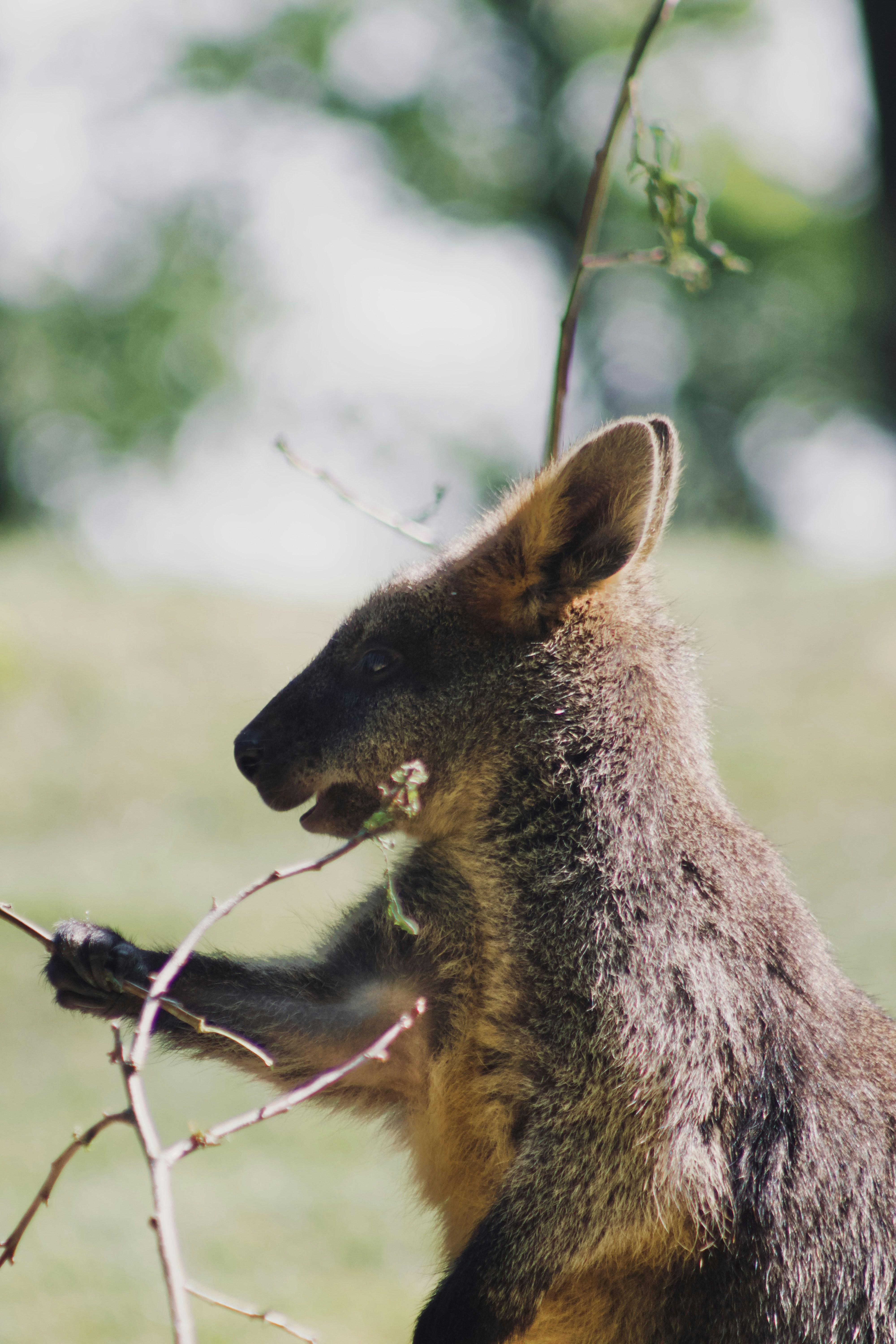 A small brown animal standing on top of a tree branch photo – Free Grey ...