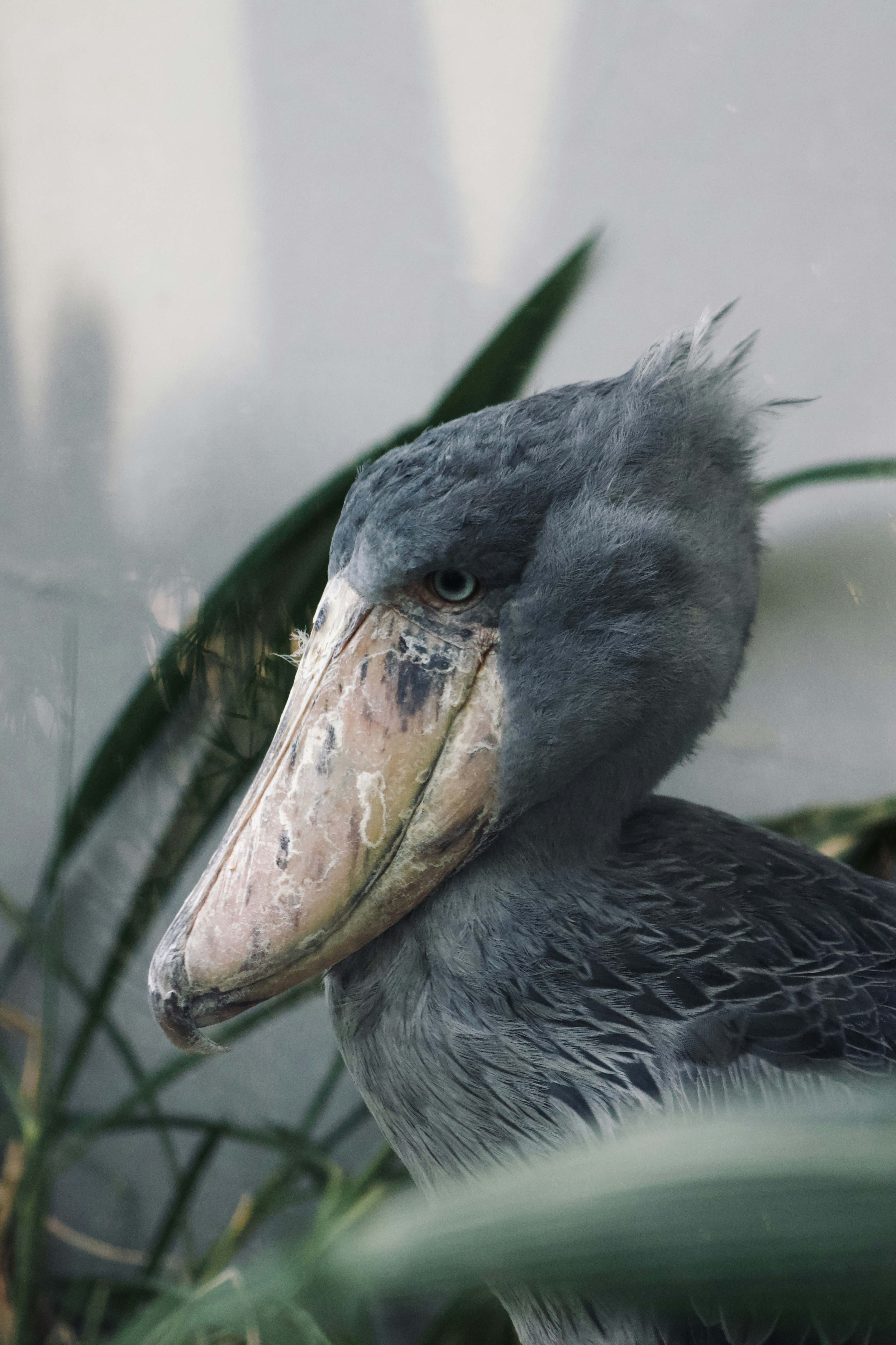 Stoic Shoebill Portrait: Weathered Beak and Quiet Gaze