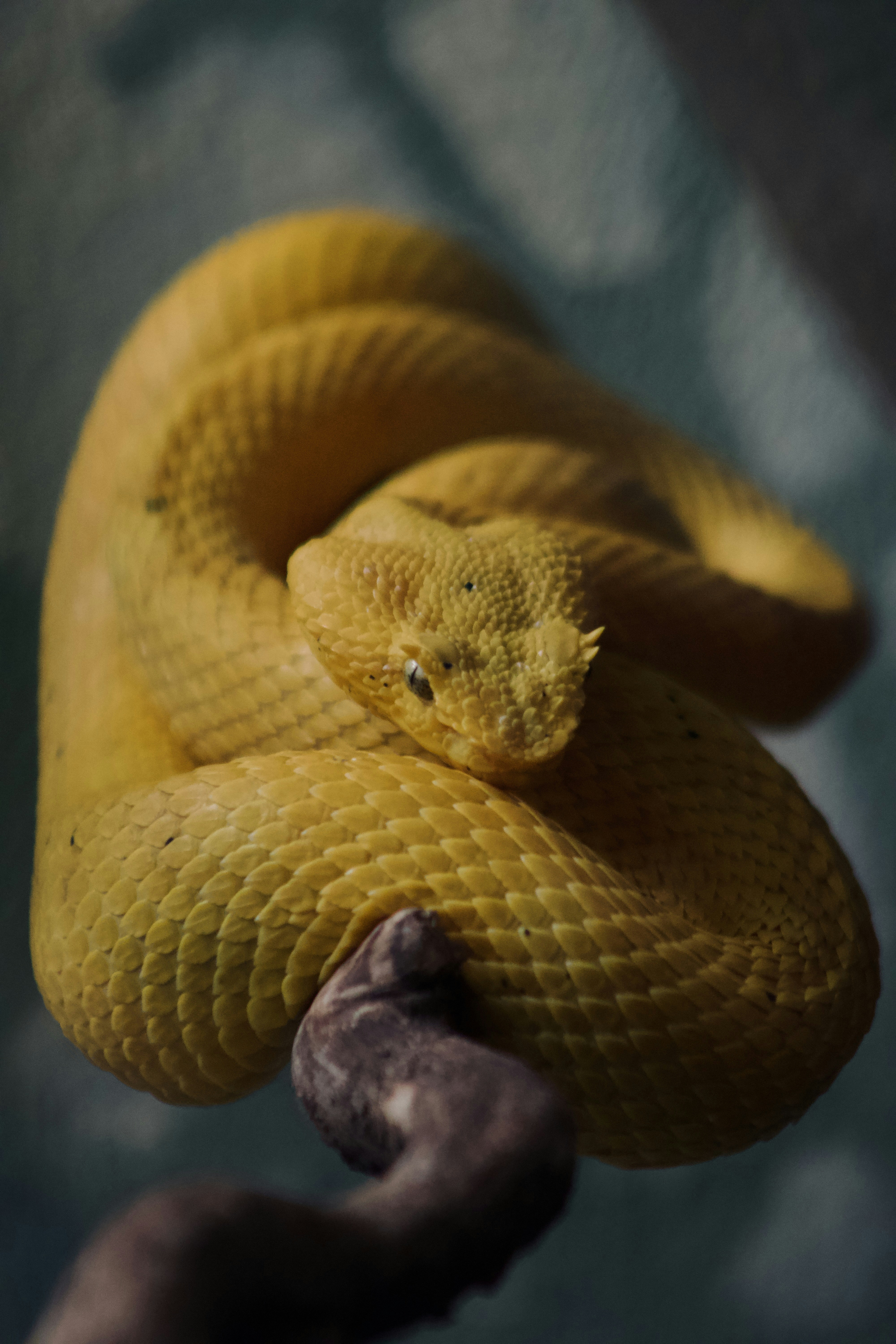 Golden Coil: Close-Up of a Yellow Snake Gripping a Branch