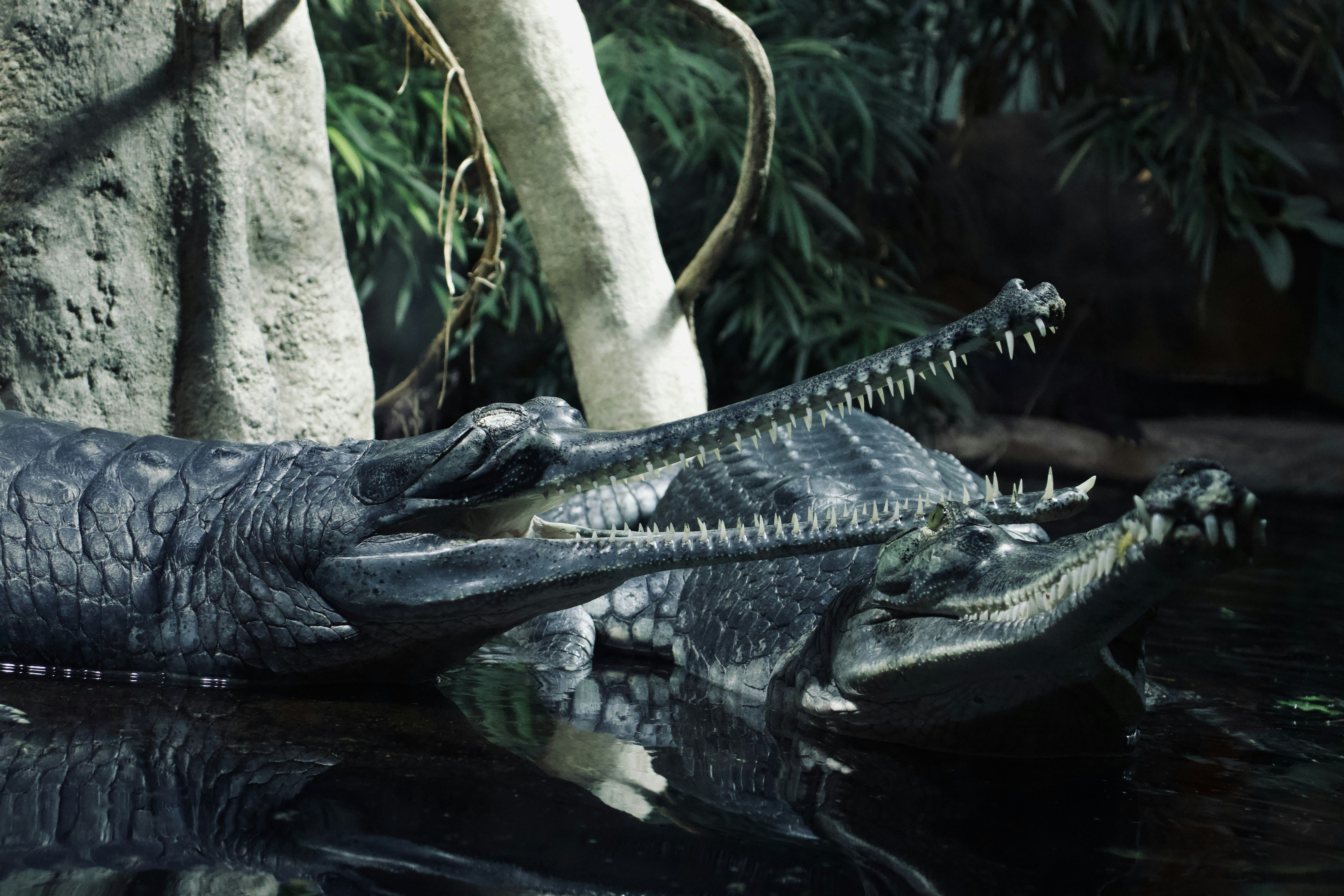 A couple of alligators that are in the water photo – Free Grey Image on ...