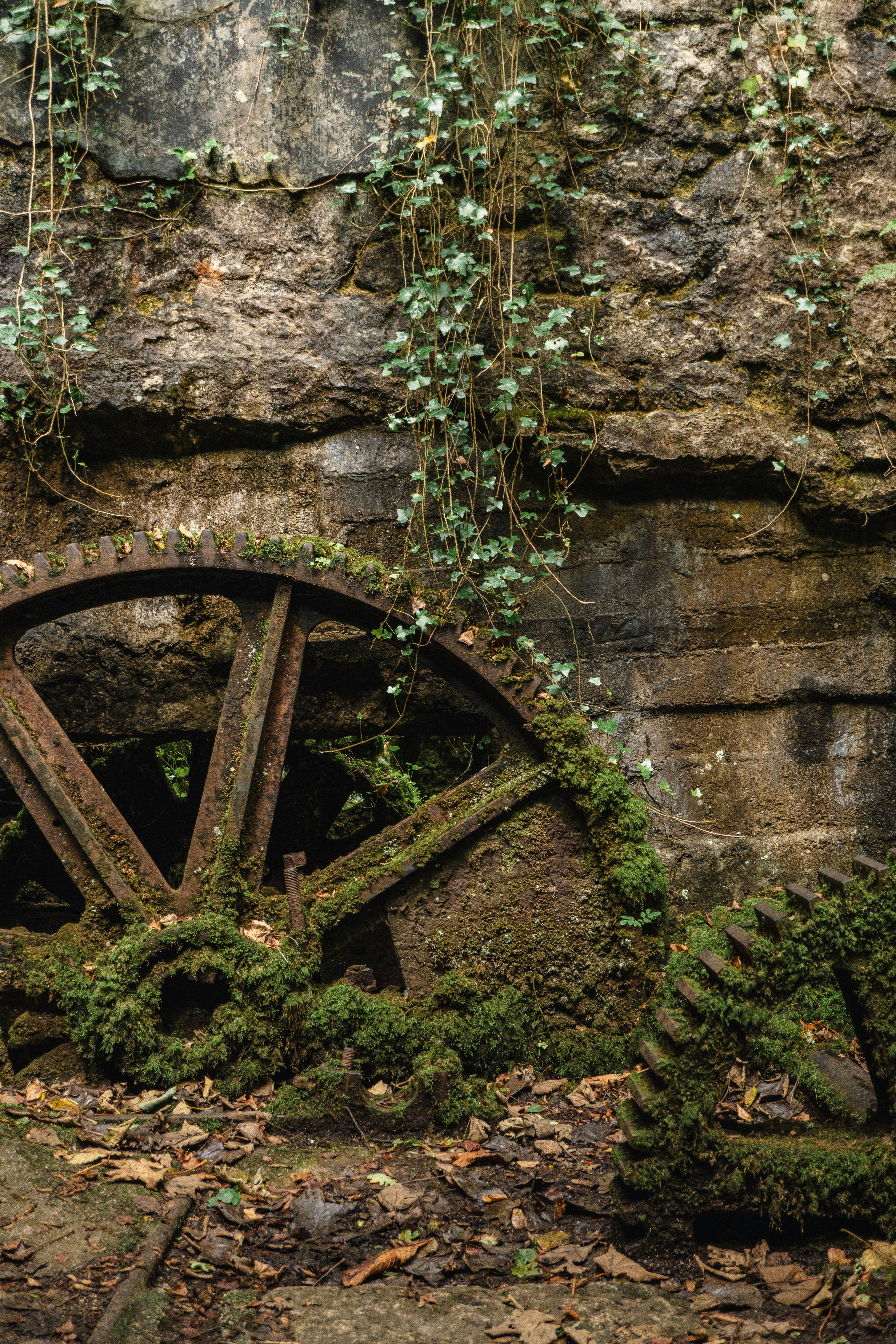Ivy-Clad Gear Wheel in a Mossy Ruin