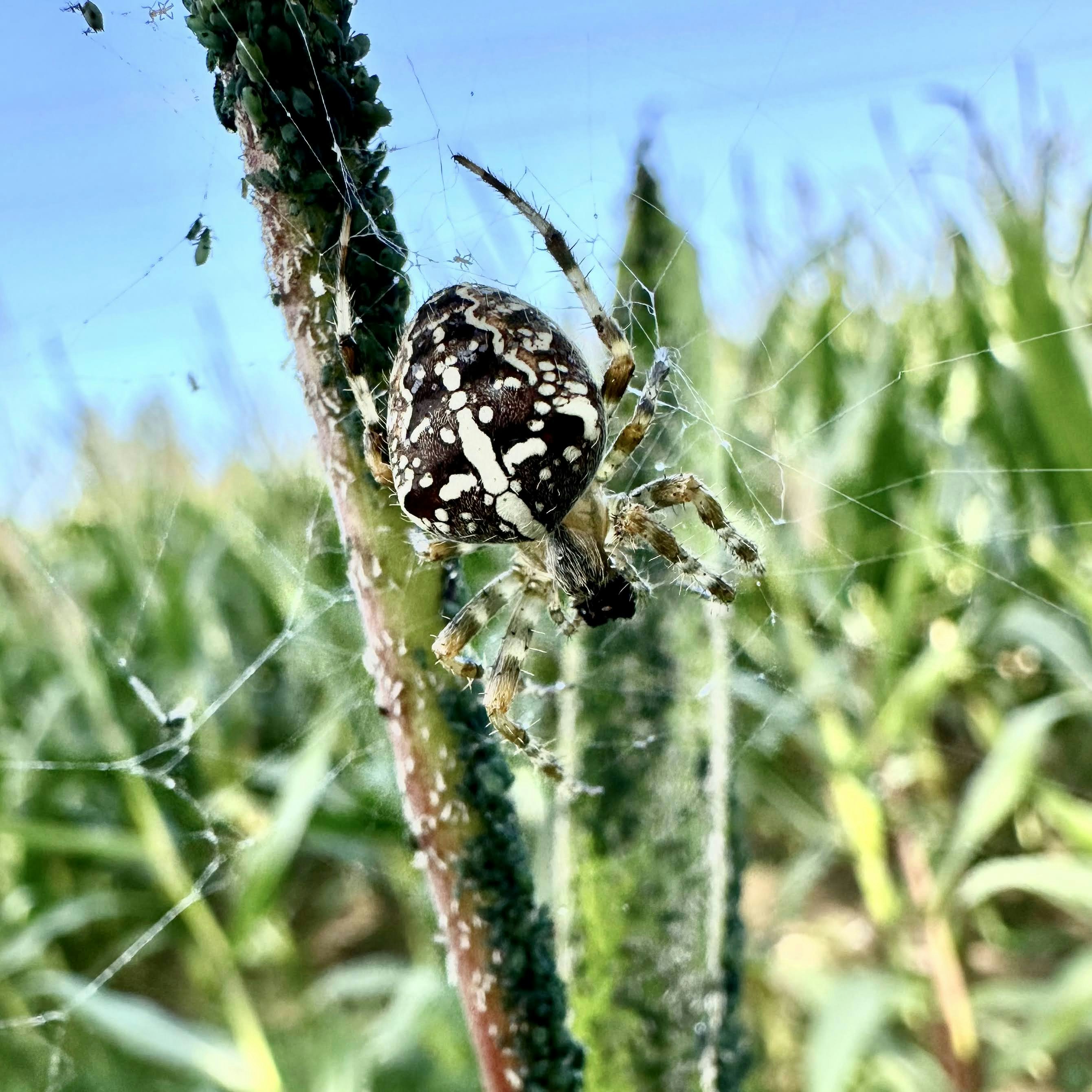 a spider sitting on top of a green plant
