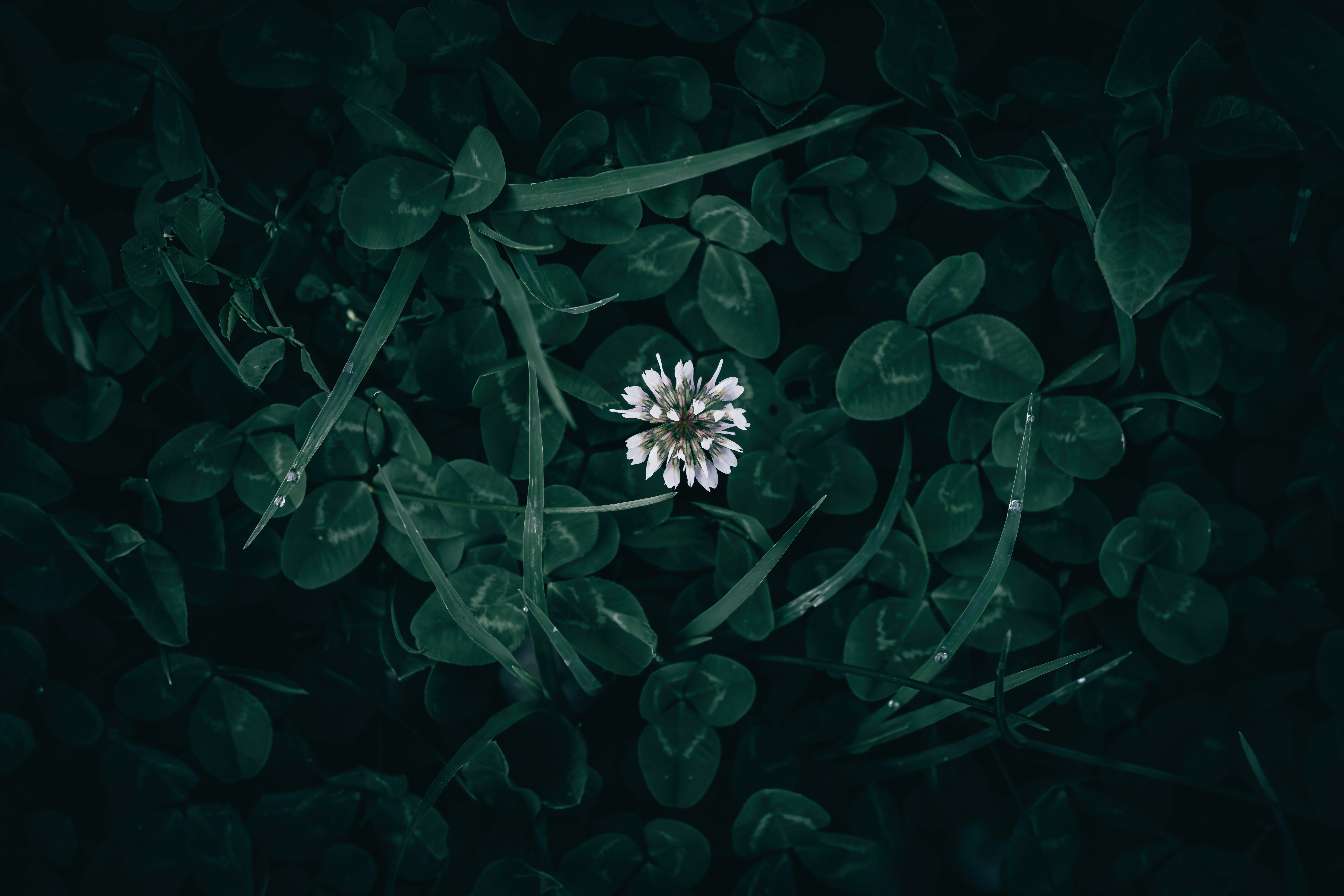 Single Blossom at the Center of a Sea of Leaves