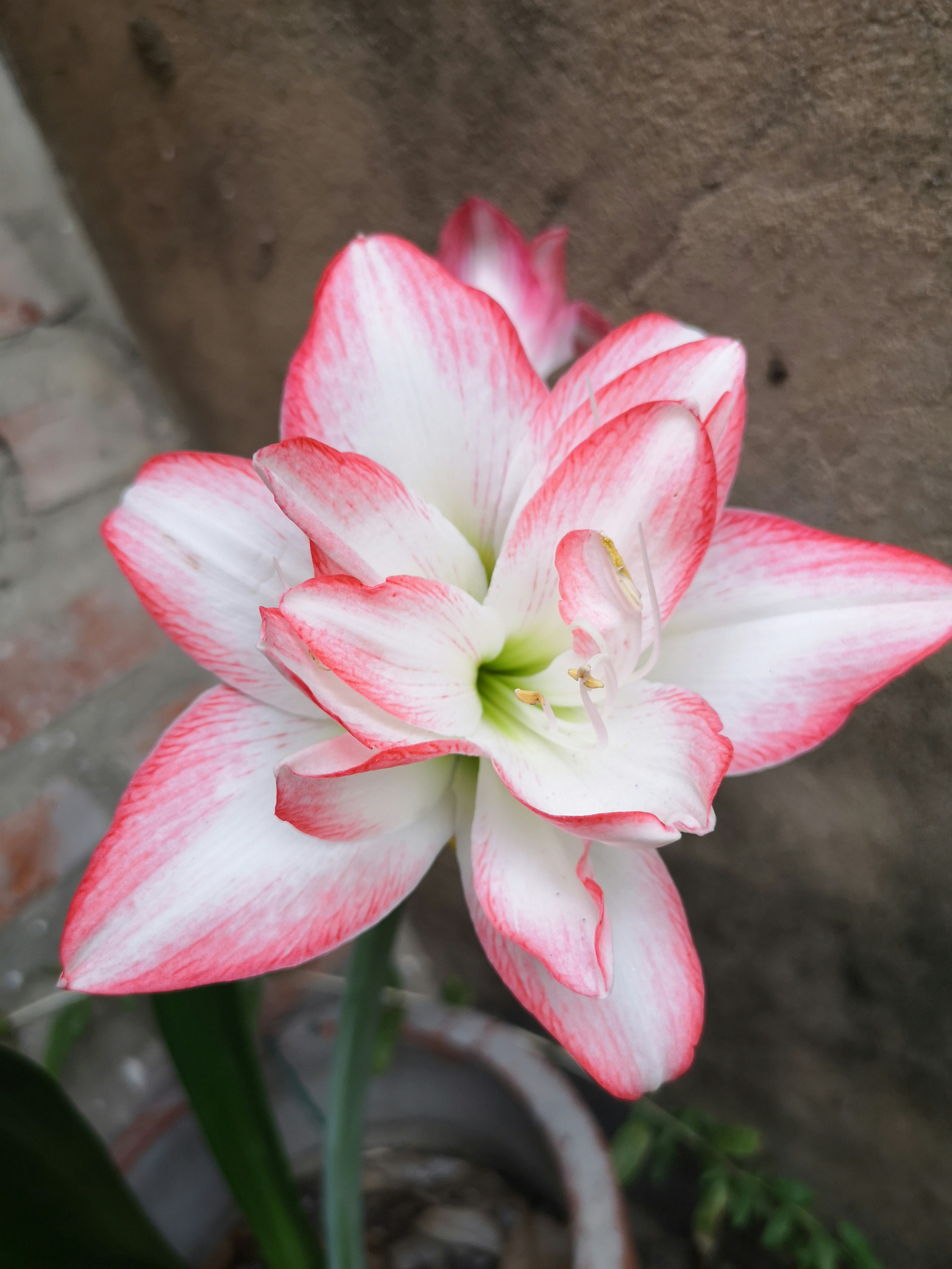 Pink-edged Amaryllis Glow Against Rough Terrace Wall