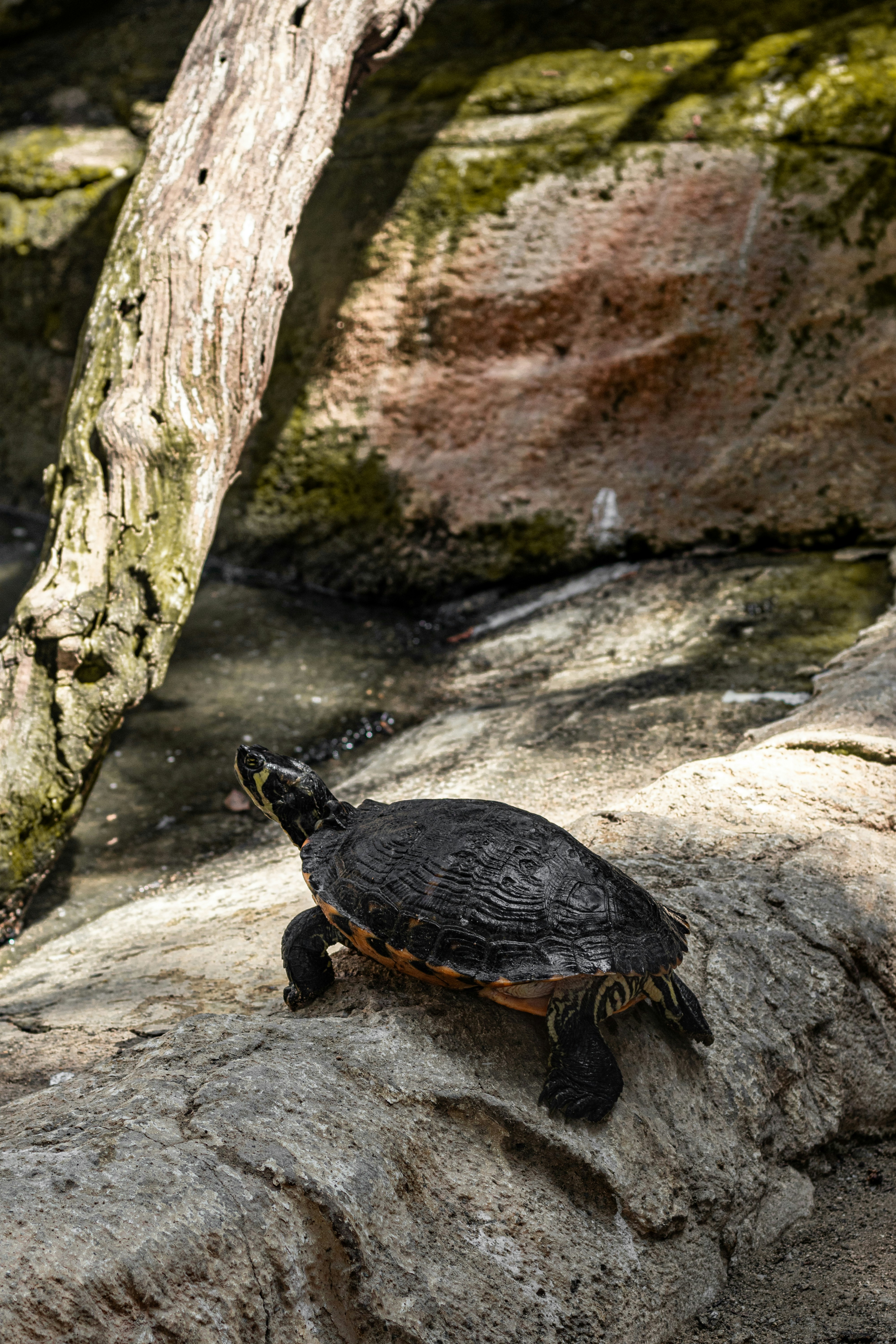 Sunlit Sentinel: A Turtle Resting on Weathered Rock by Mossy Walls