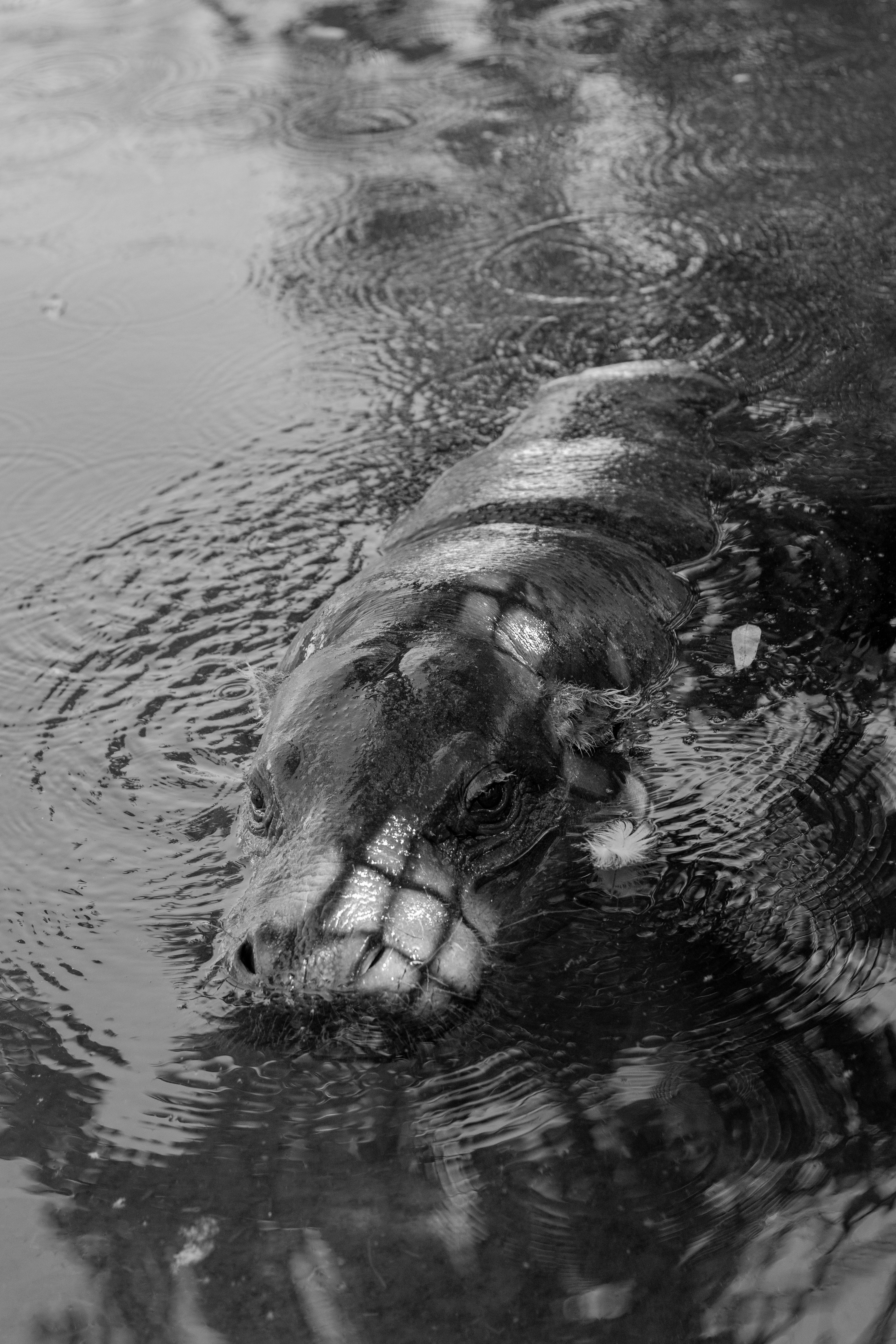 Toothy Sentinel: hippo's head glides through rippling water
