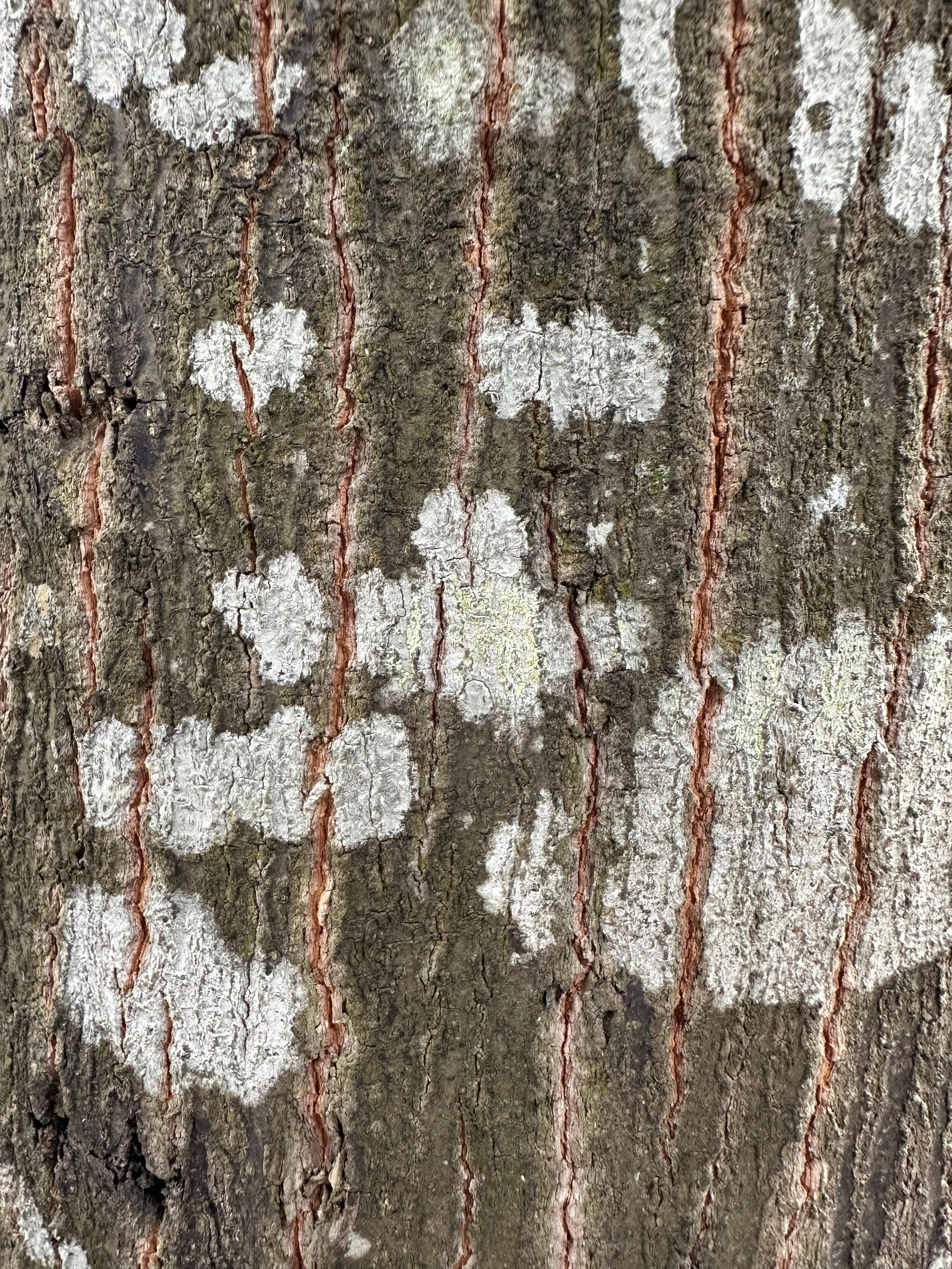 The bark of a tree with white and red streaks photo – Free Wallpaper ...
