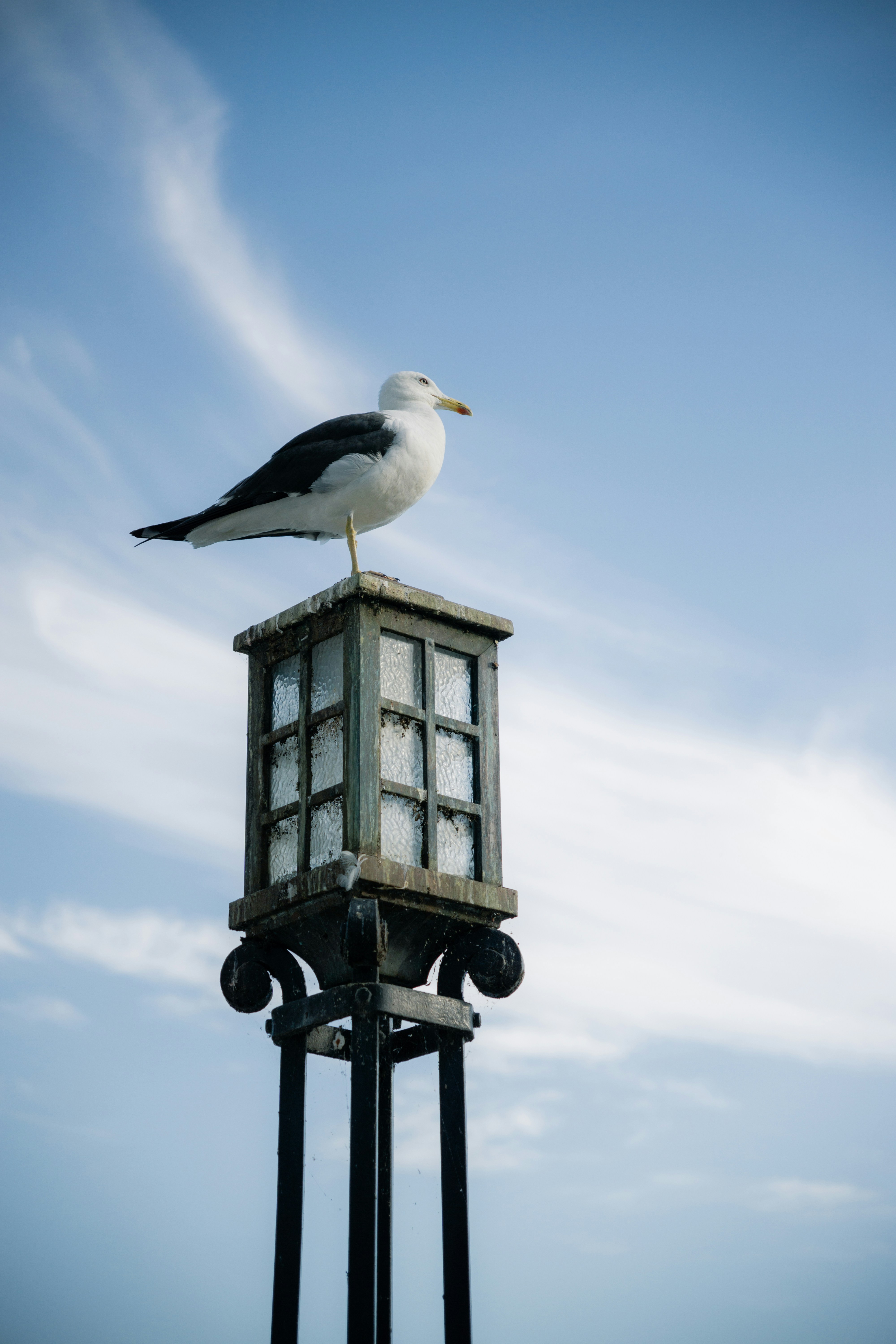 Seagull sitting on a top of lantern.
