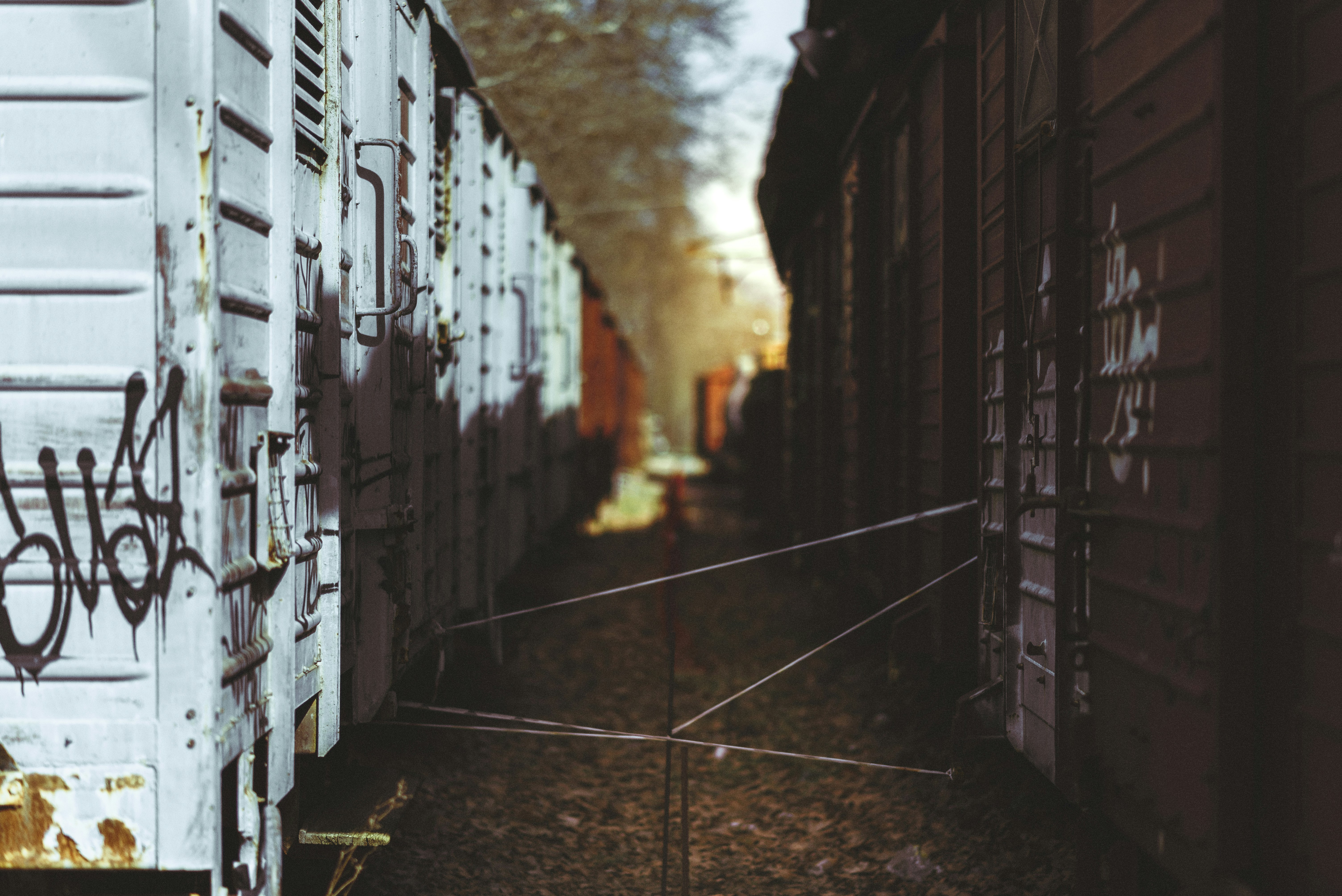 Old train wagons lined up with graffiti under soft, diffused light.