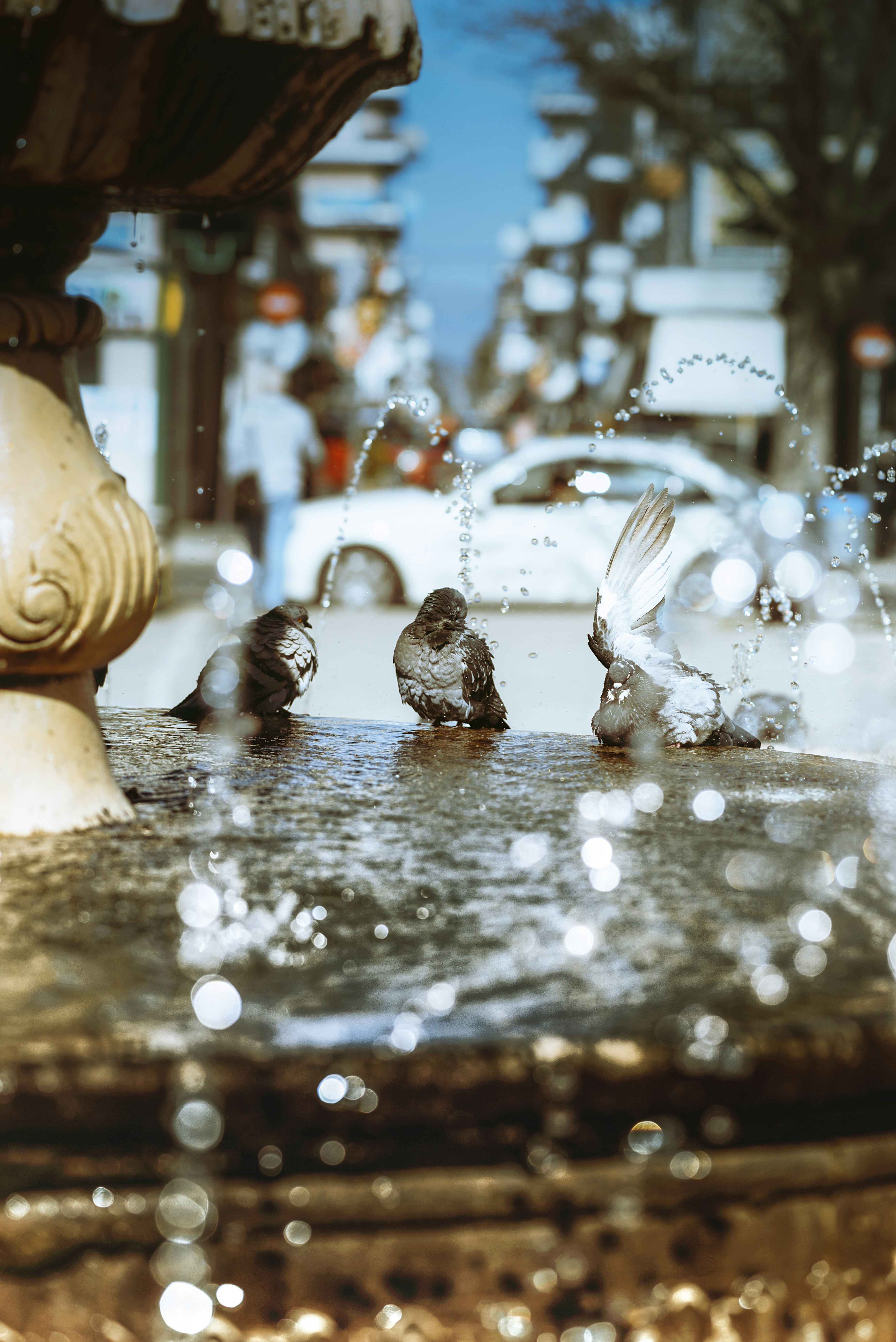 Edge of the City Fountain: Three Pigeons Pause Amid Droplet Arcs