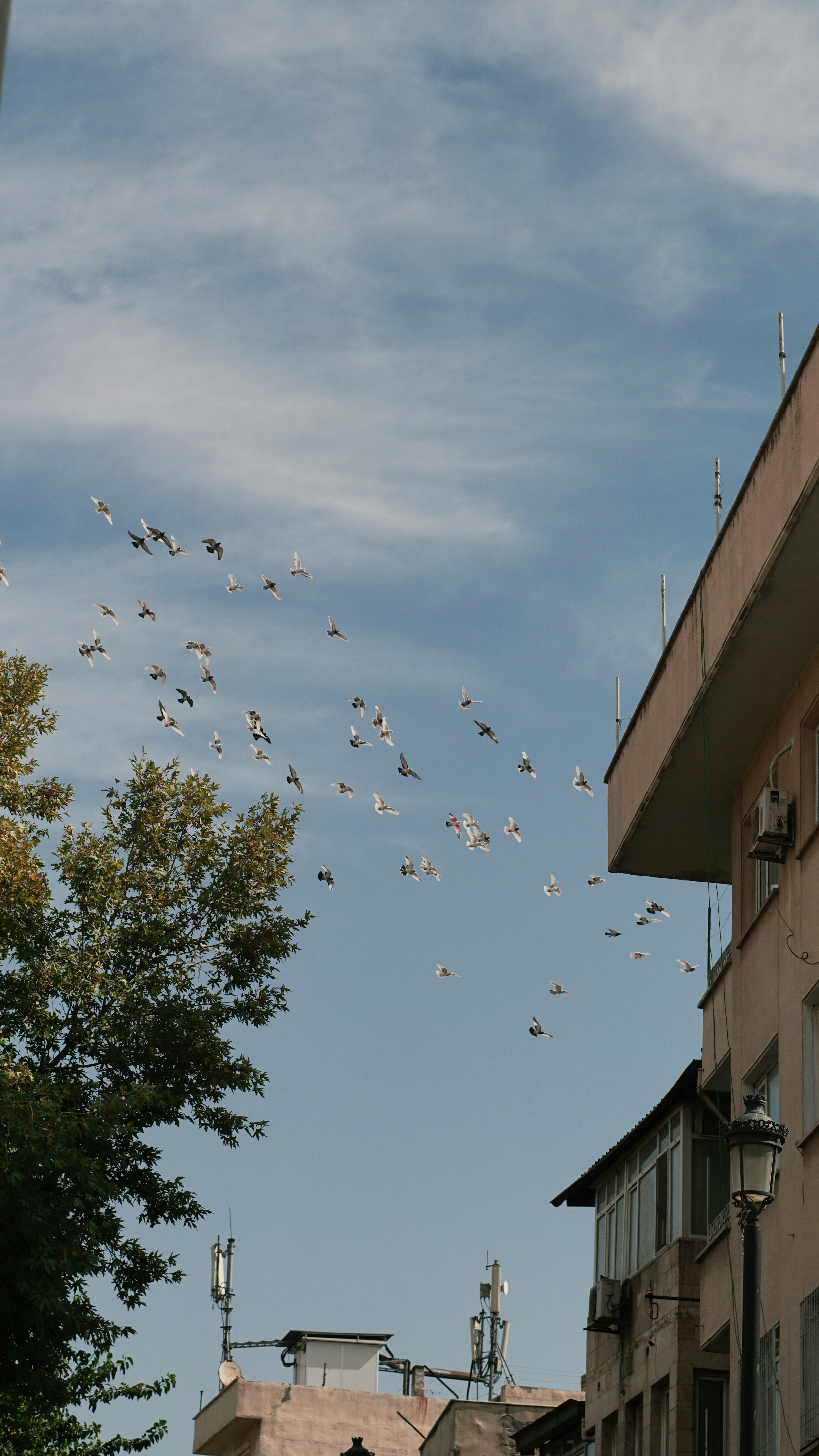 Aerial Chorus Over a Rooftop City