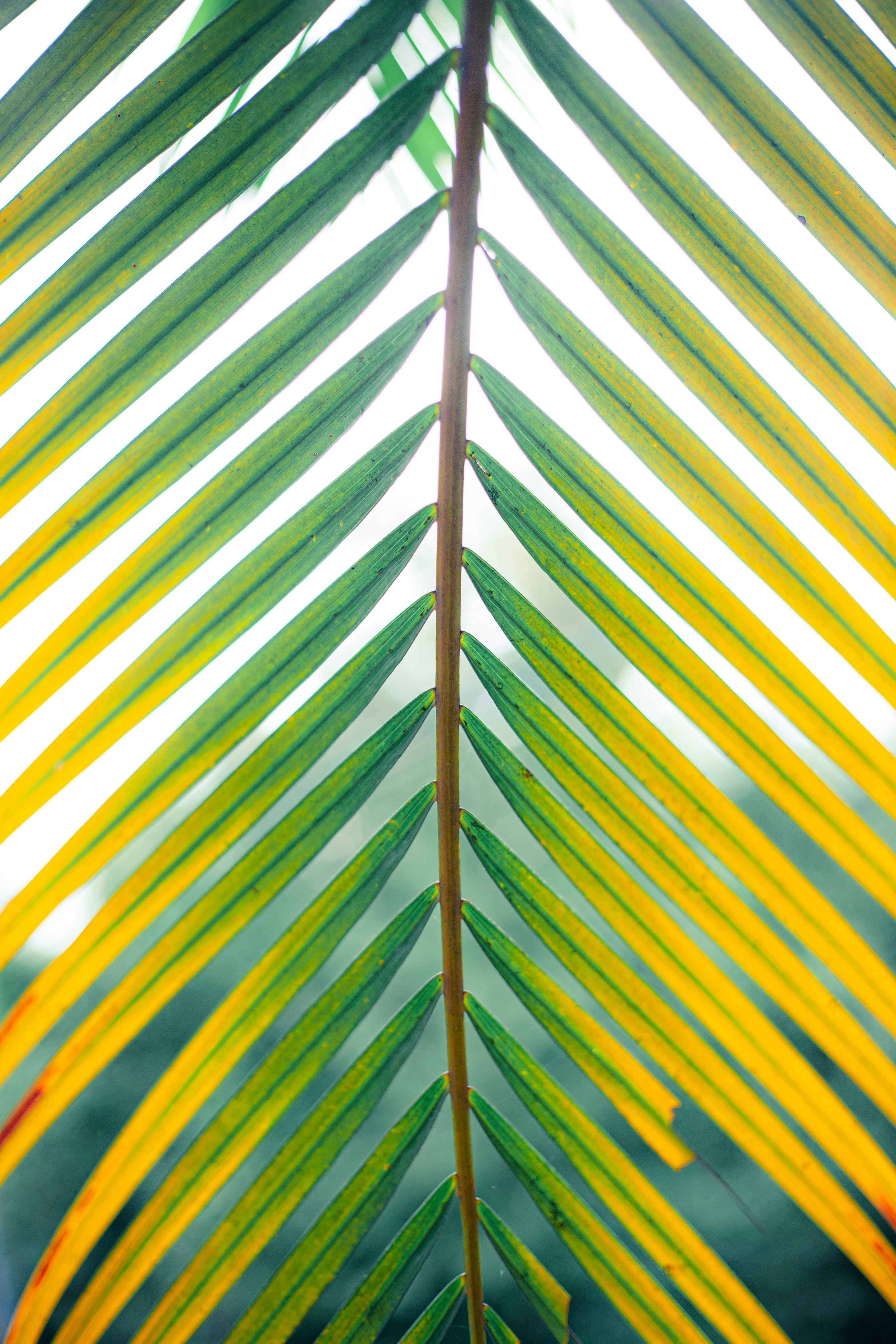Central Vein of a Palm Frond: Backlit Green-Gold Geometry