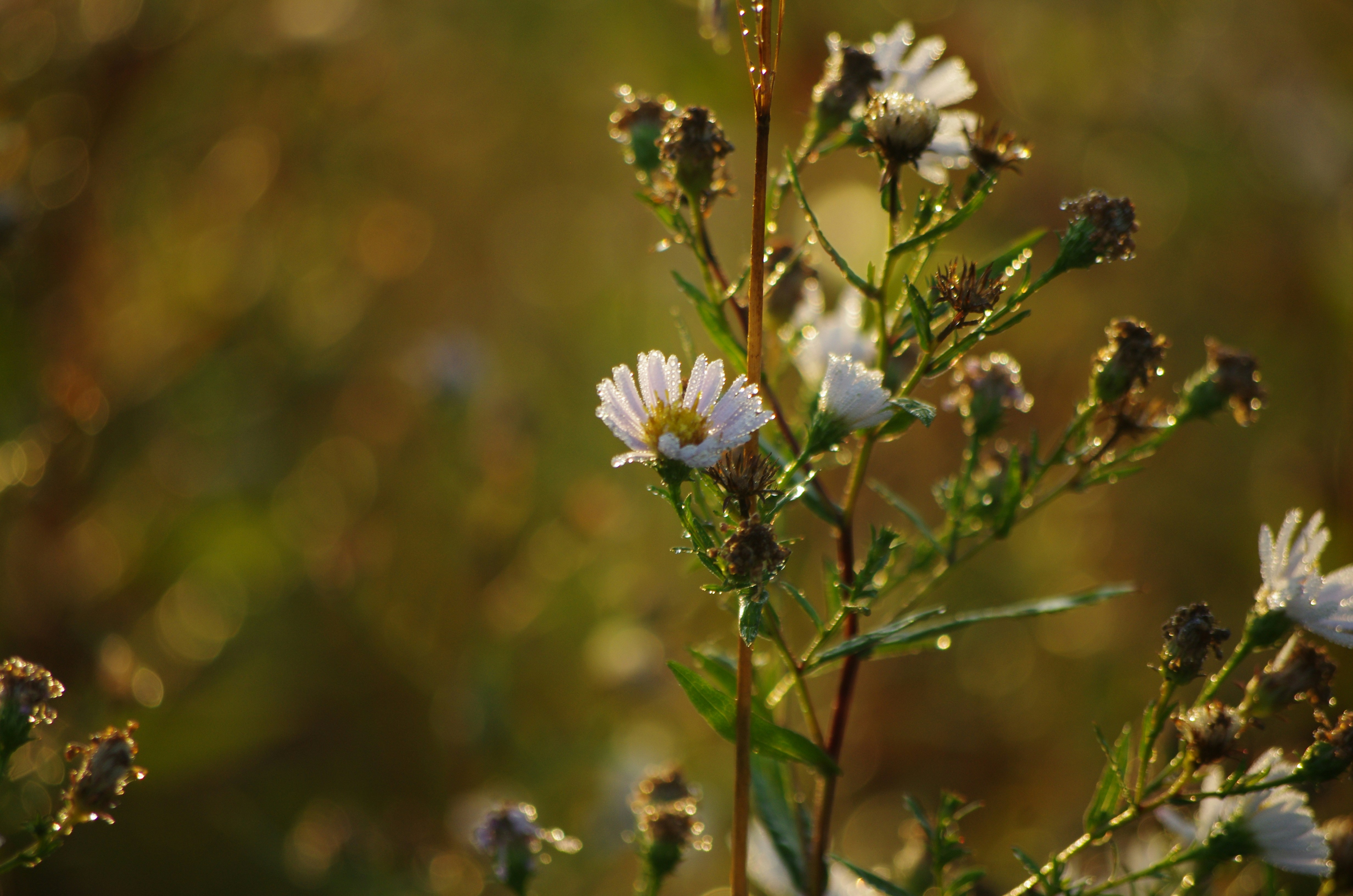 Photo by Maria Merkulova with Pentax K-5