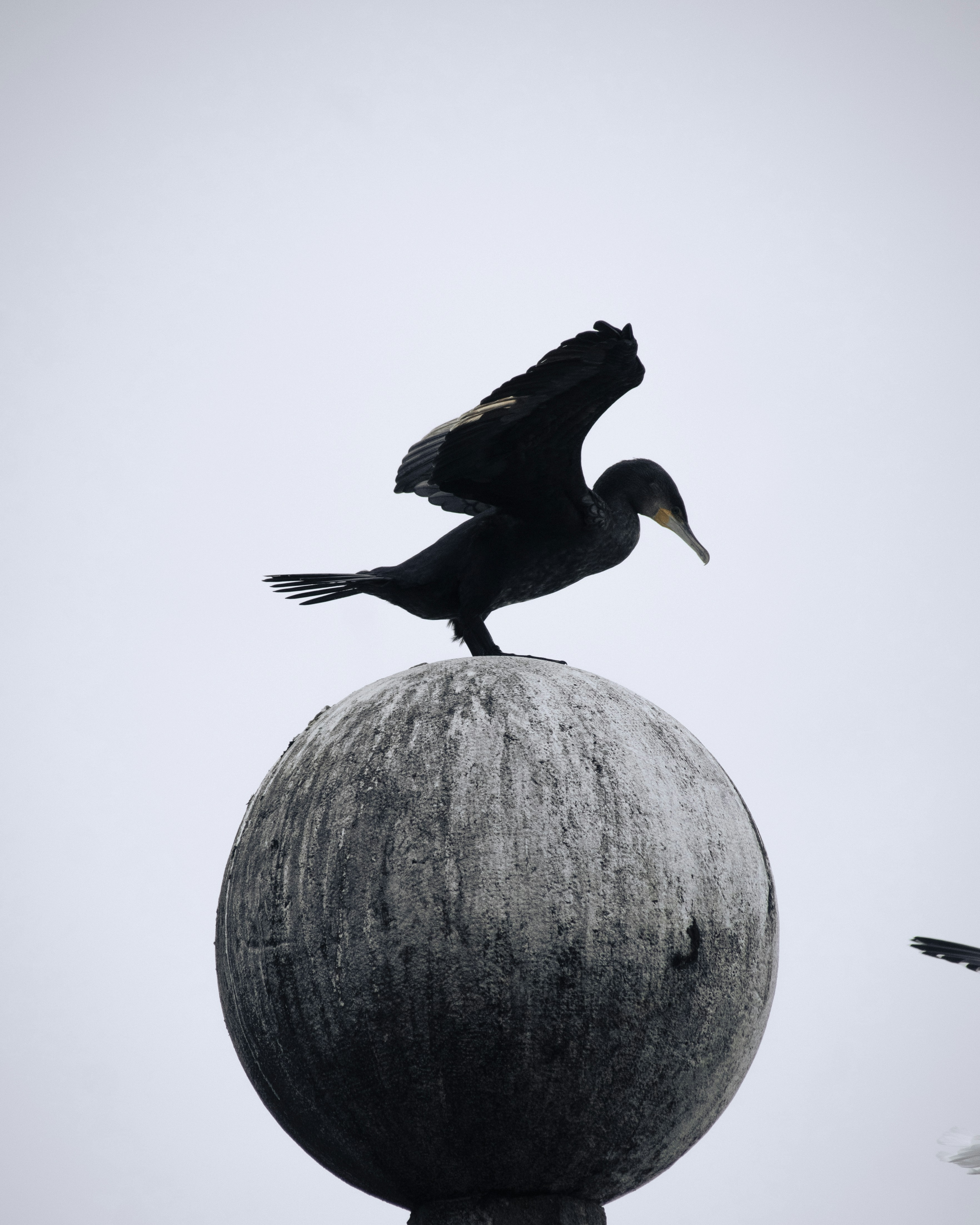 Cormorant on a Weathered Globe: Balance and Black Silhouette Against a Pale Sky