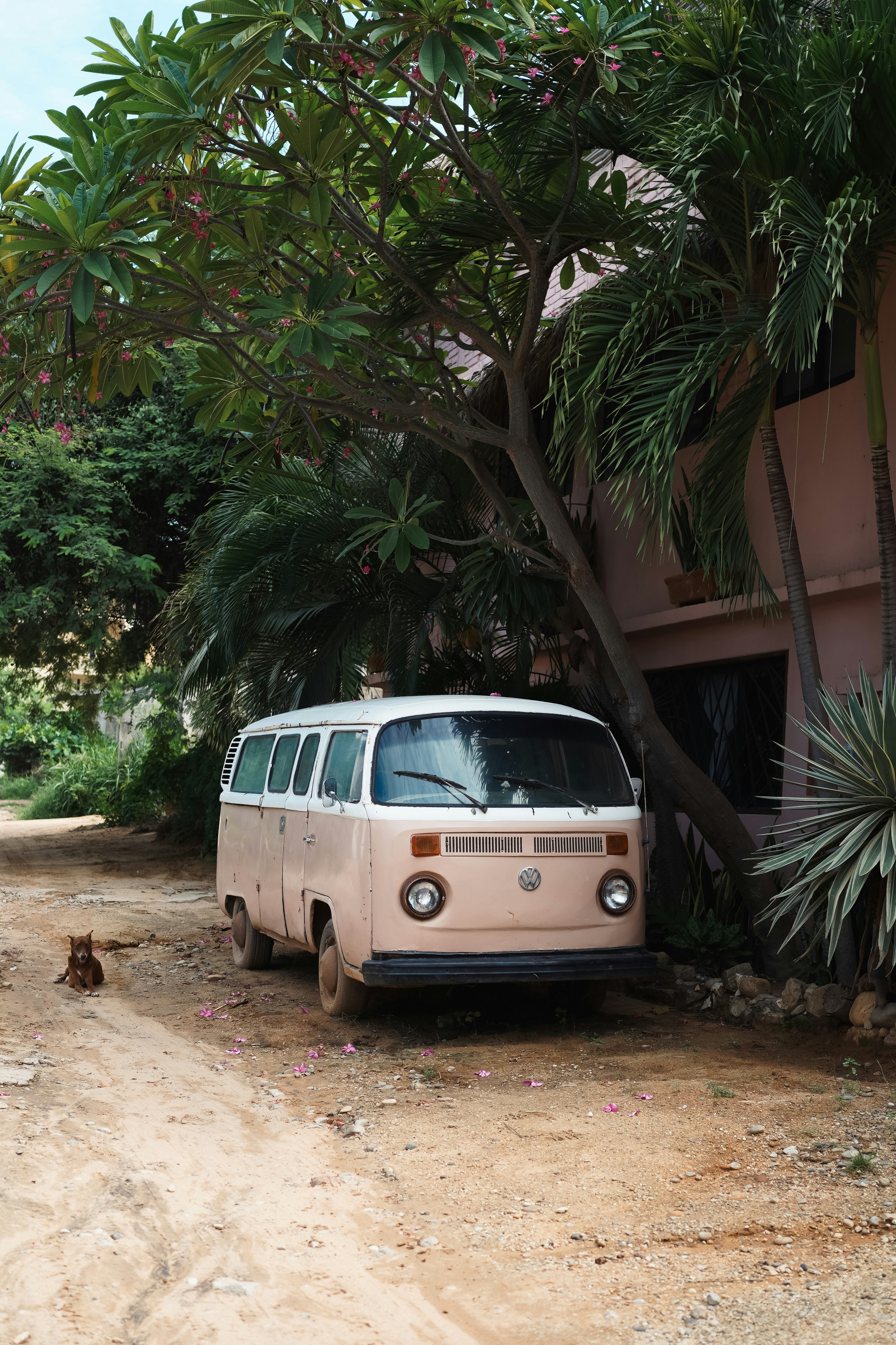 Pastel VW Microbus Nestled Beneath a Tangled Tropical Canopy
