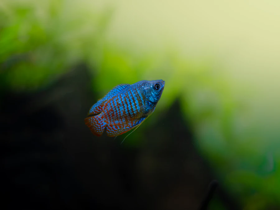 Small blue-and-red striped fish swimming against a blurred green aquarium background.