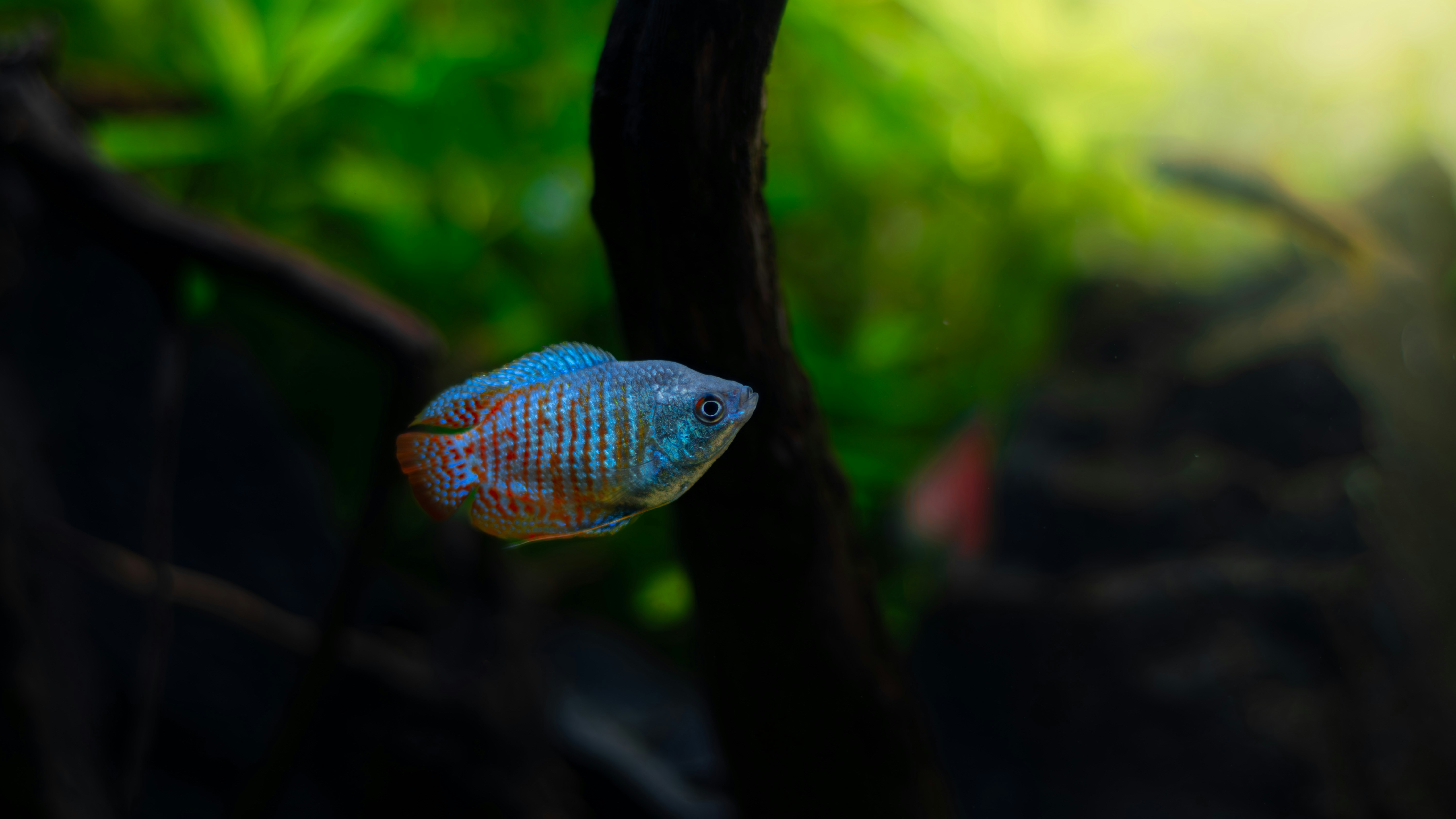 A fish that is swimming in a tank photo – Free Aquarium Image on Unsplash