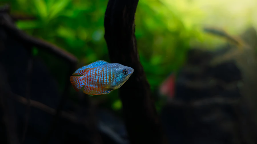Small blue-and-orange tropical fish swimming in front of dark plants and a bright green background. Soft focus and shallow depth of field isolate the fish.