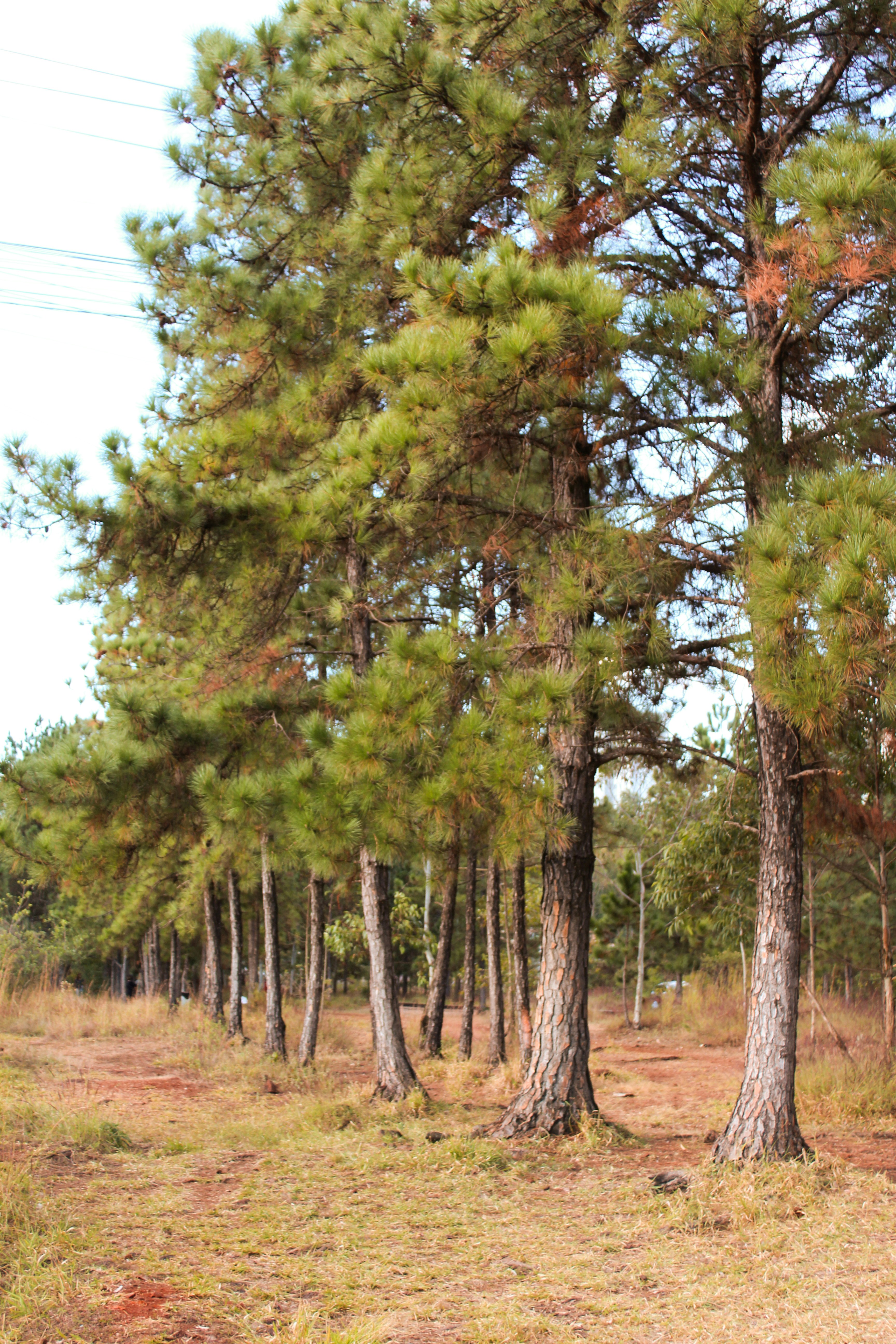 Pineline Avenue: Sunlit Sentinels in a Quiet Woodland Row
