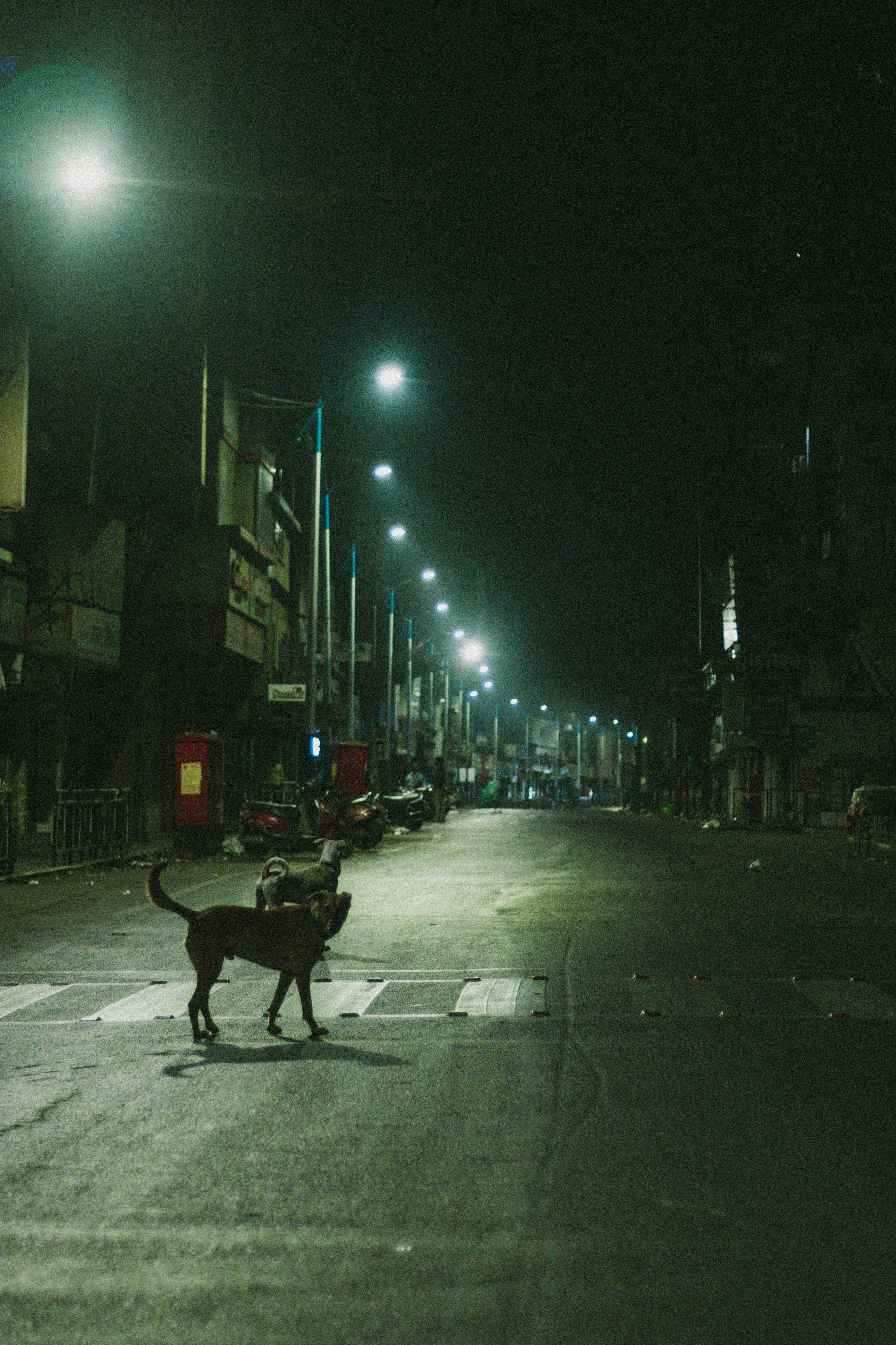 Midnight Crossing: A Pair of Dogs Pause on a Quiet City Street