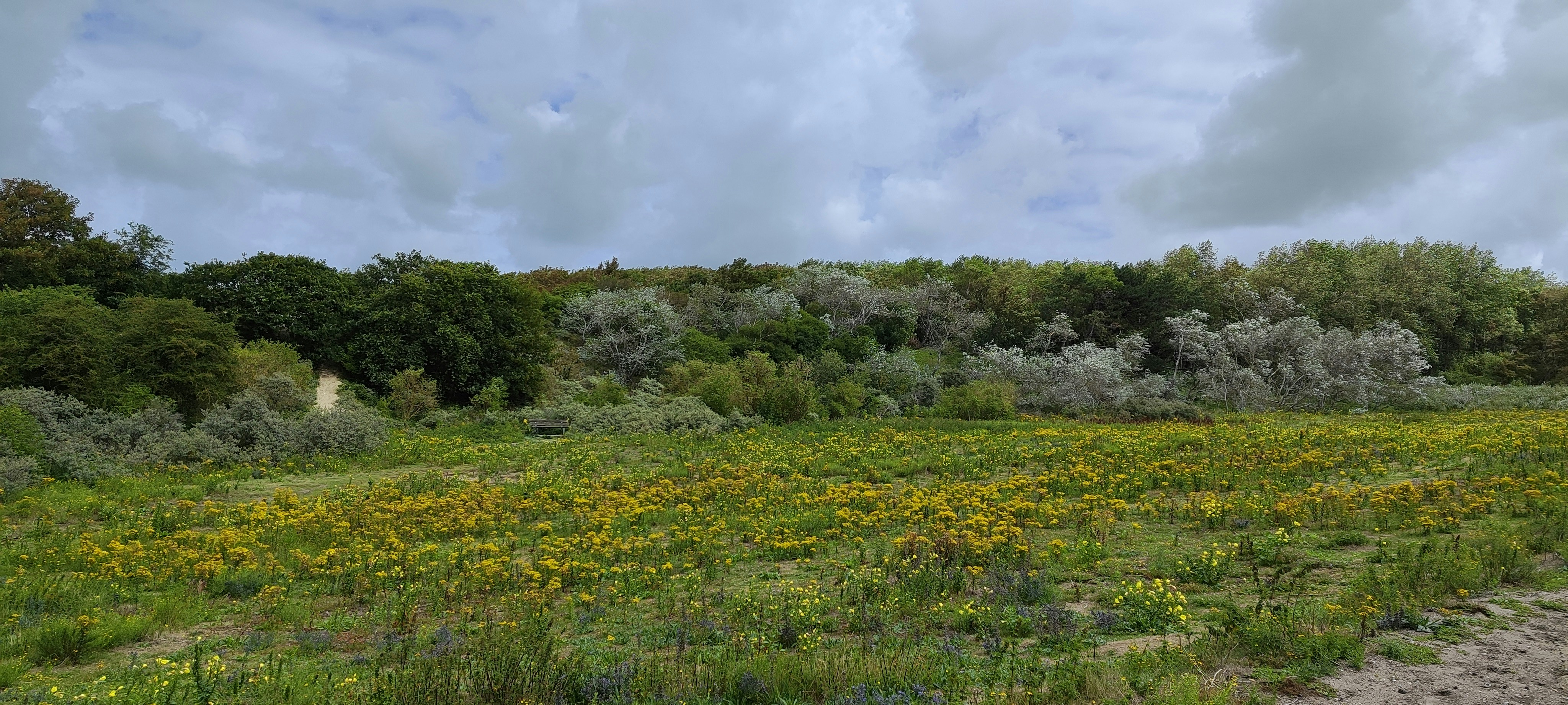 a field of wildflowers and trees under a cloudy sky