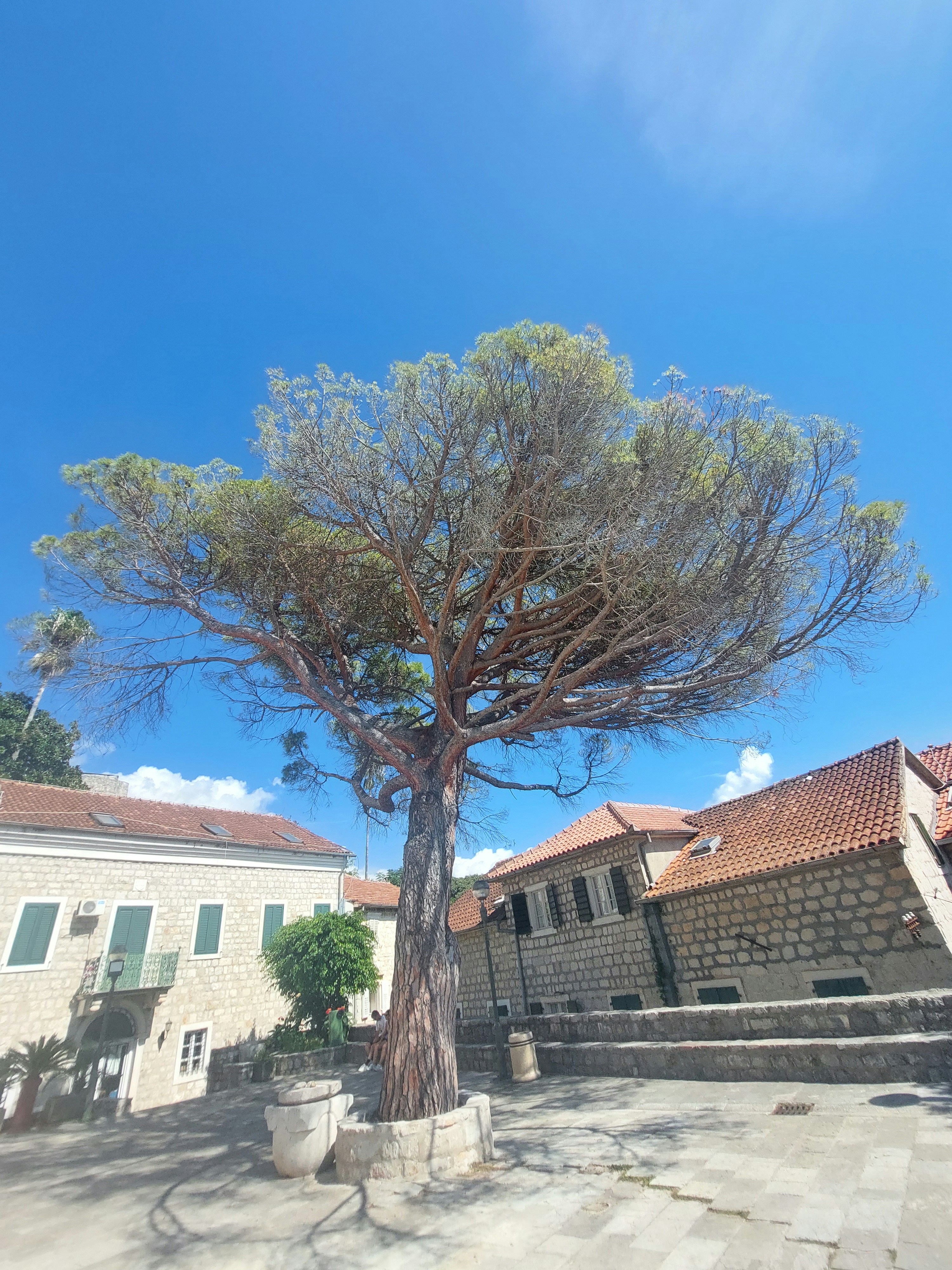 A large tree sitting in the middle of a courtyard photo – Free Herceg ...