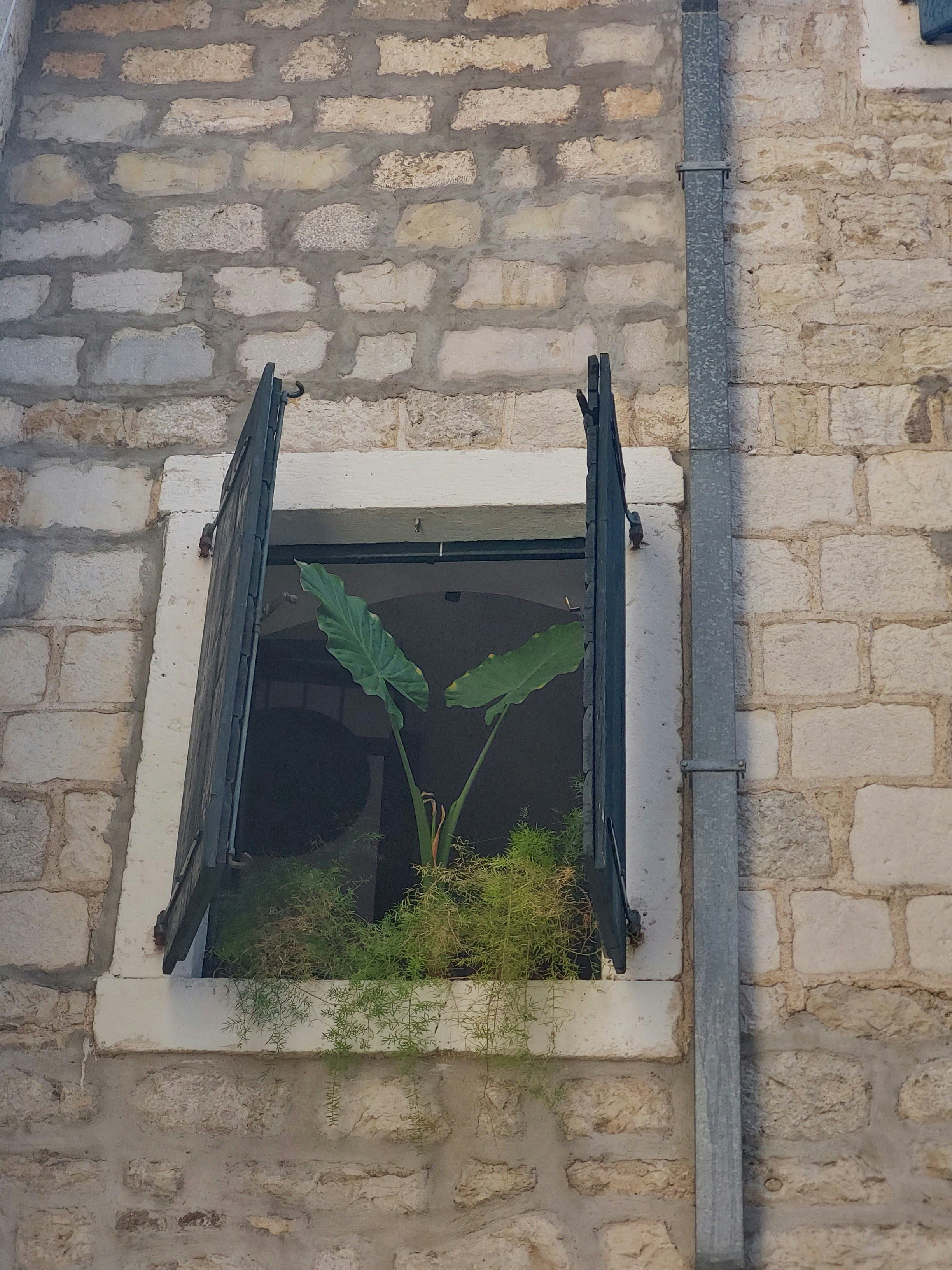 A window with dark blue shutters opens to a planter of leafy greenery set into a textured stone wall. Moss spills over the sill, bringing life to the austere facade.