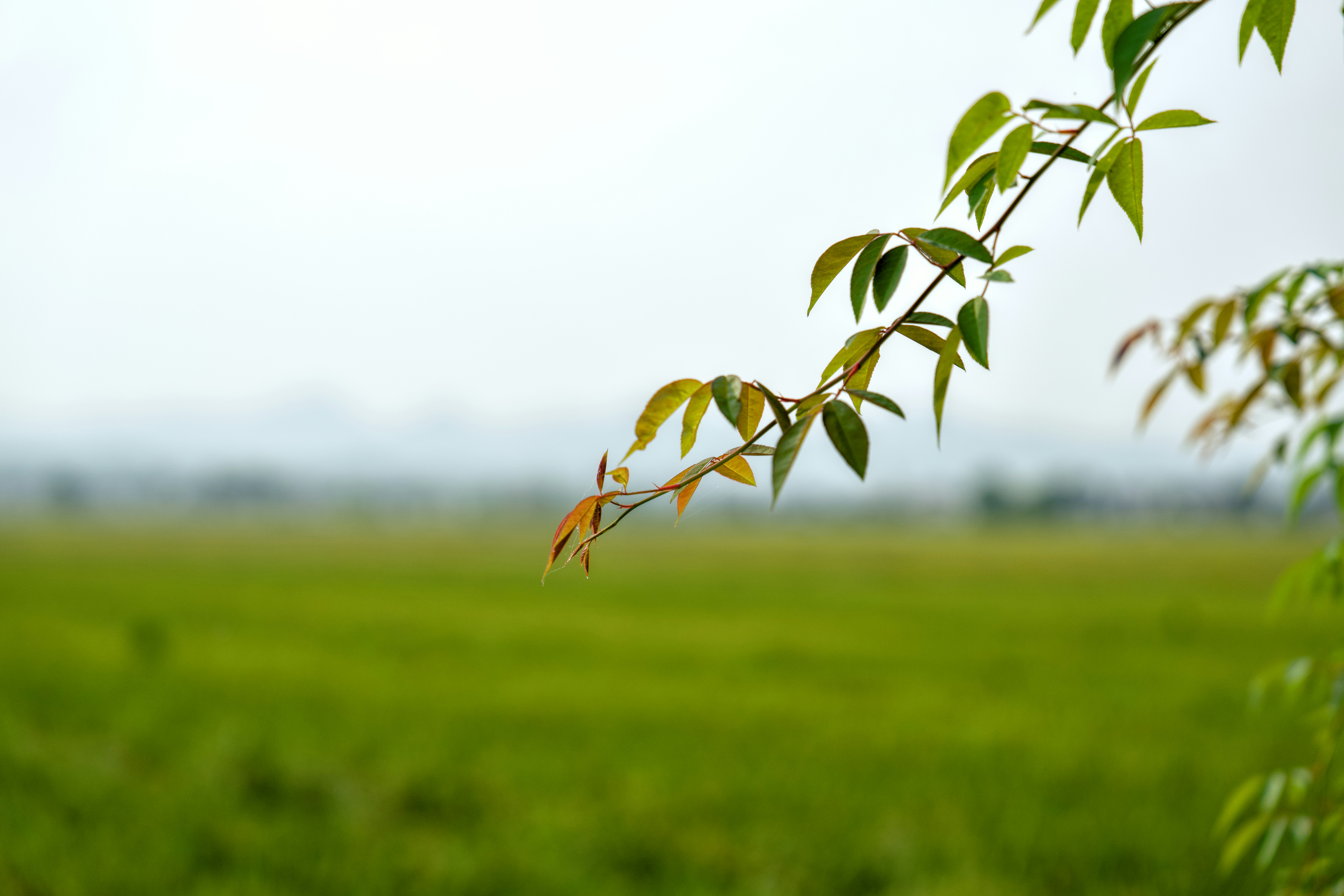 Branching Green: A Delicate Leaf in a Vast Field