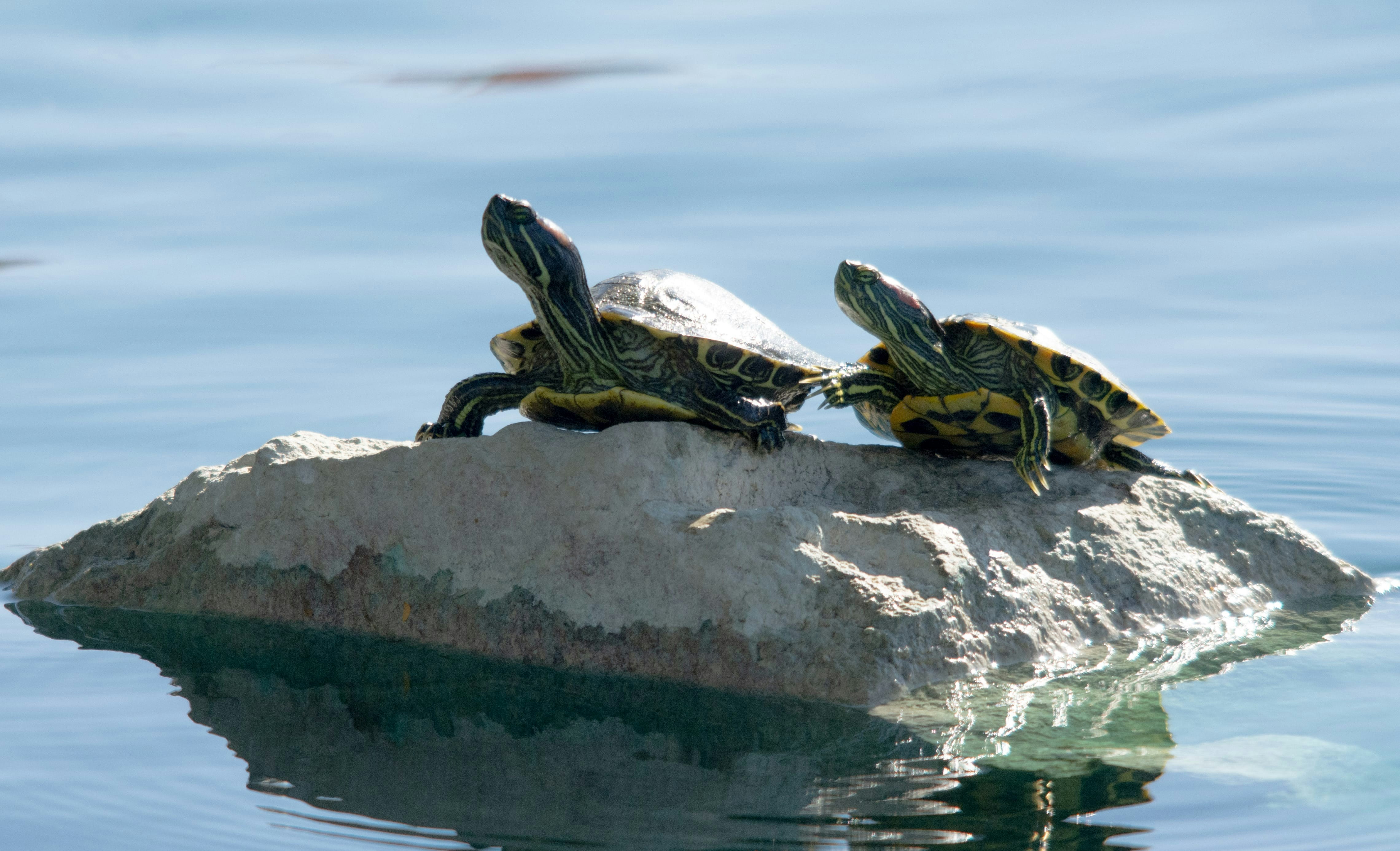 Twin Green Sea Turtles Basking on a Weathered Rock Above Calm Azure Waters