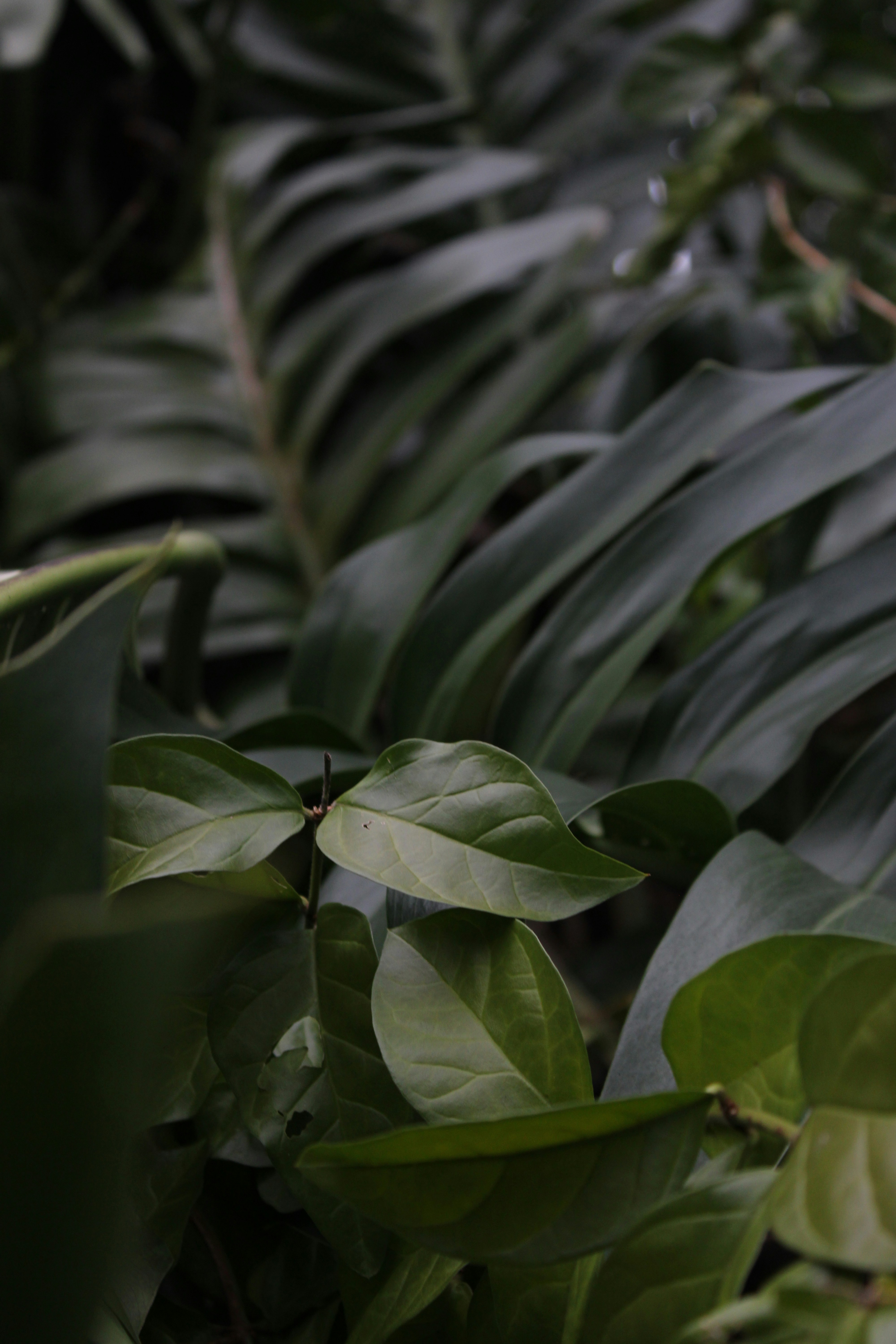 It is a type of Swiss cheese plant .