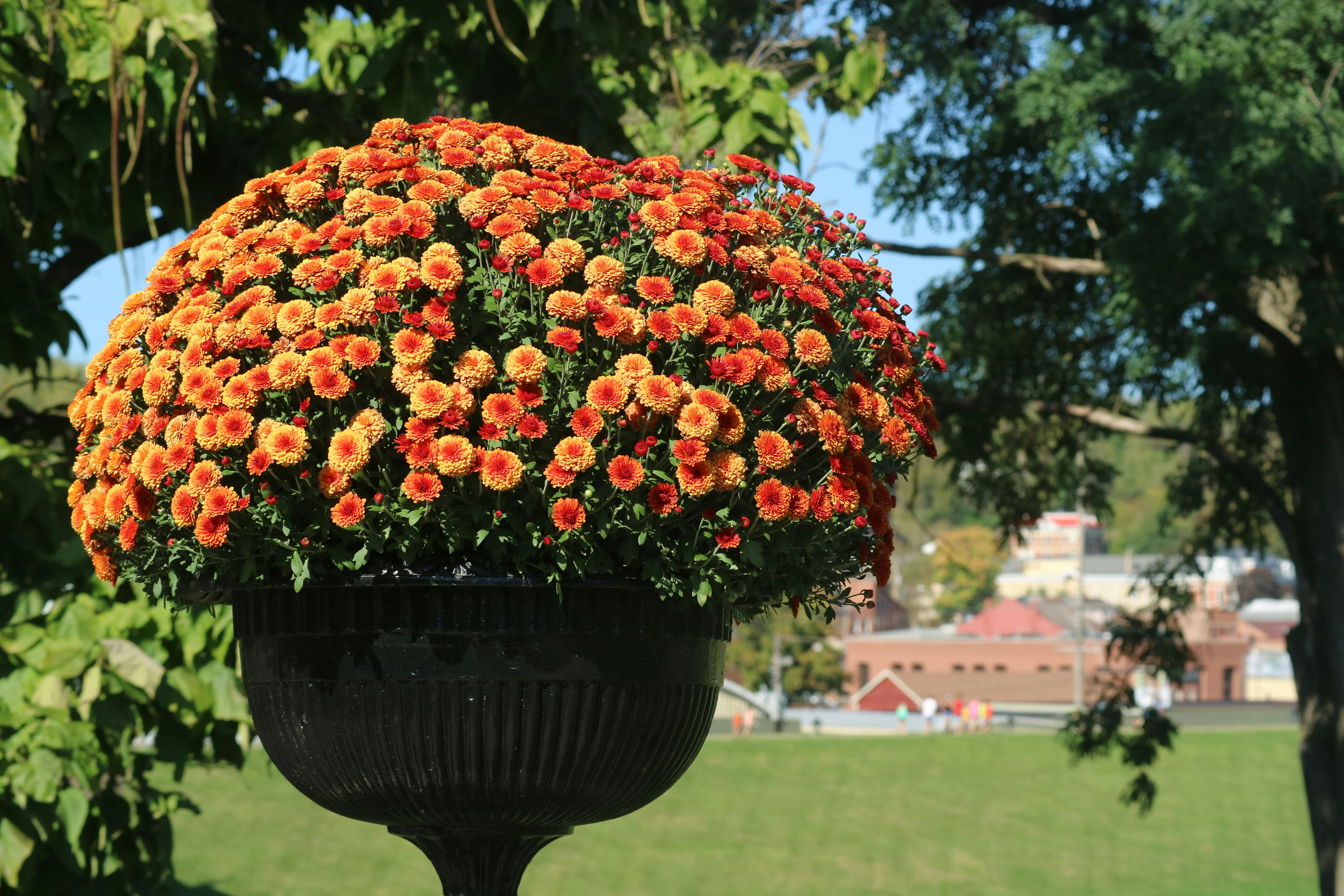 Amber Crown: Orange Blooms in a Matte-Black Urn