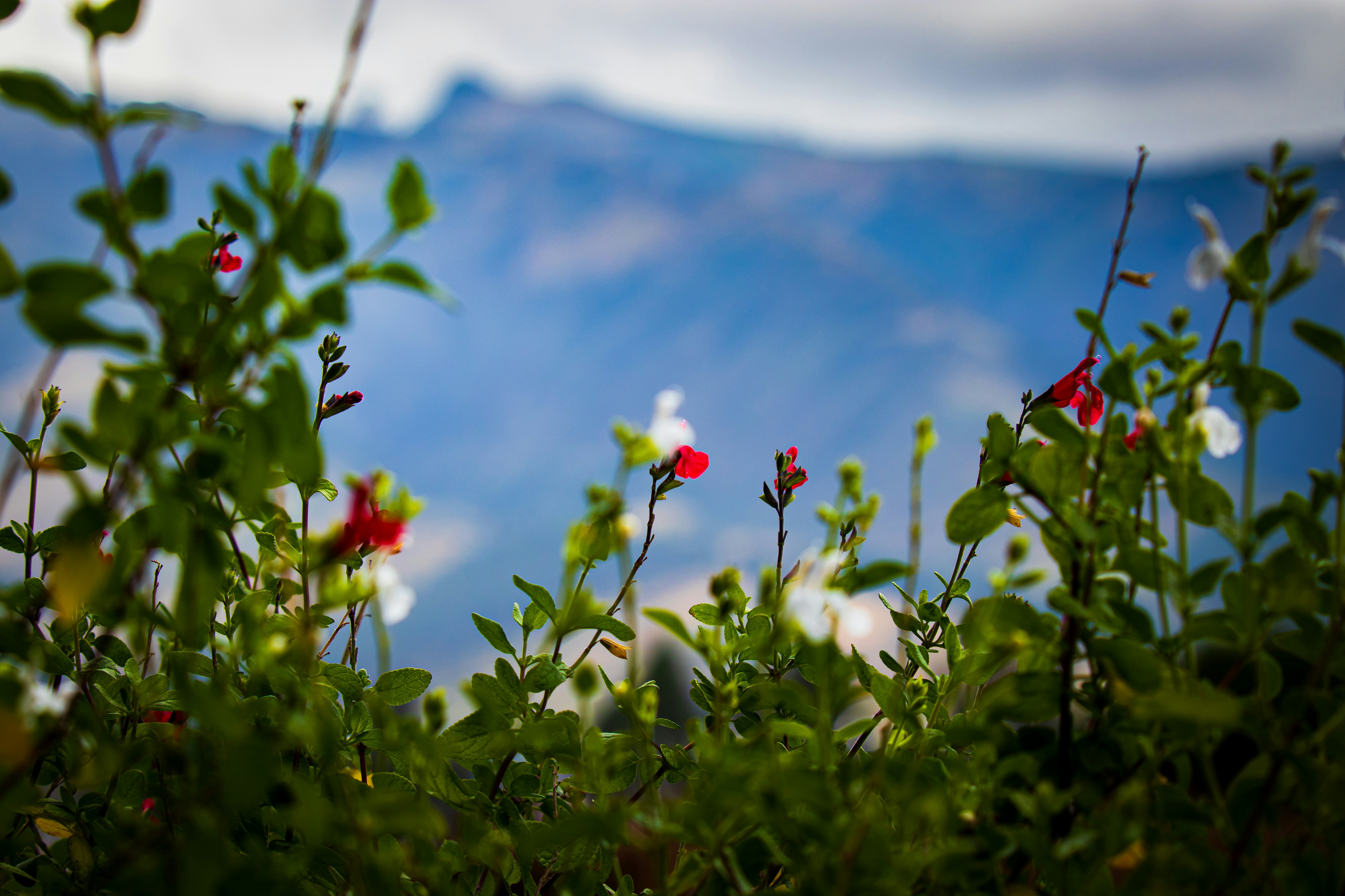 Blooming foreground frames distant blue peaks