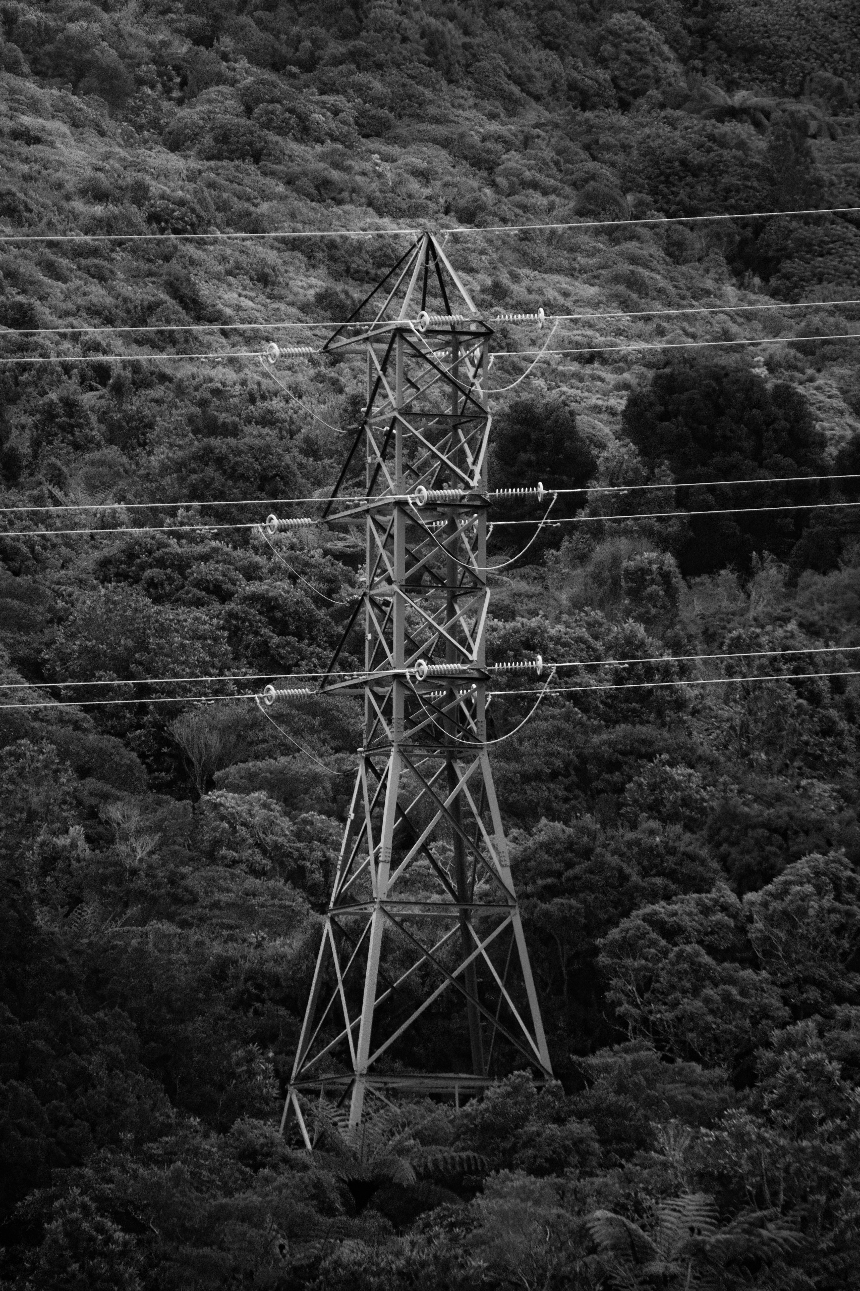Noir Sentinel: The Steel Lattice Cutting Through the Forest