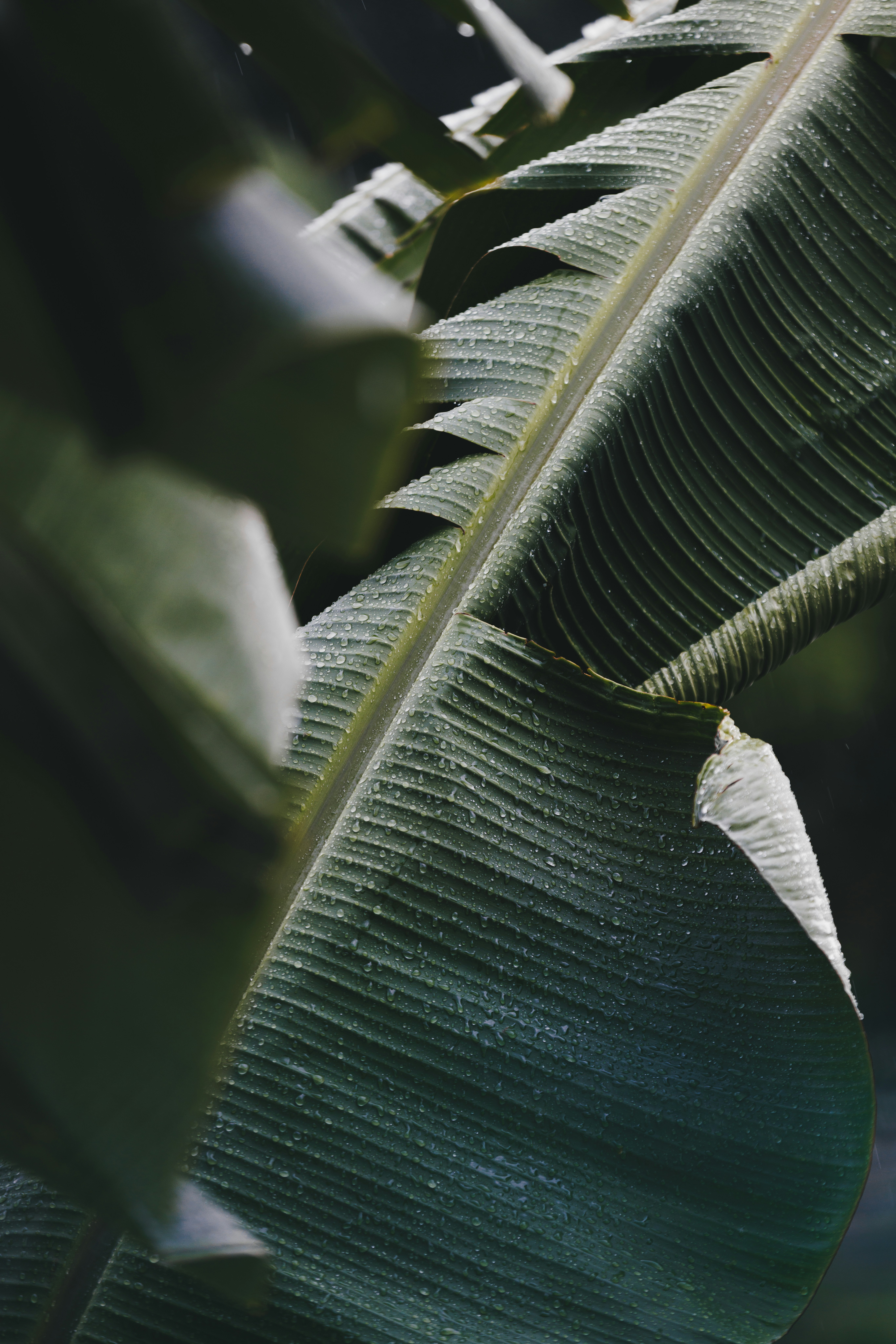 Dew-Kissed Veins: A Macro Portrait of a Leaf's Ribbed Texture