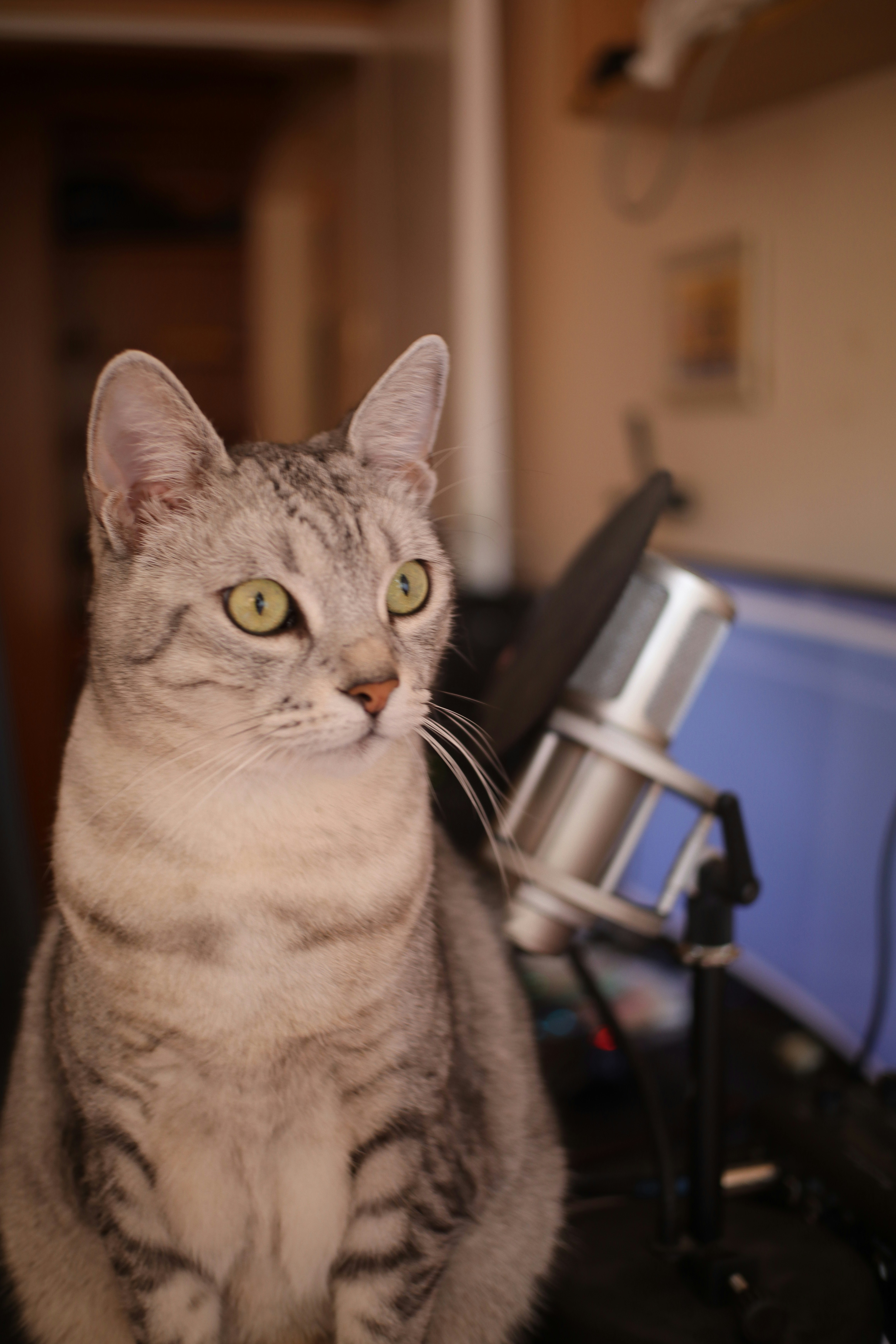 Curious Cat at the Mic: Focused Gaze in a Home Studio